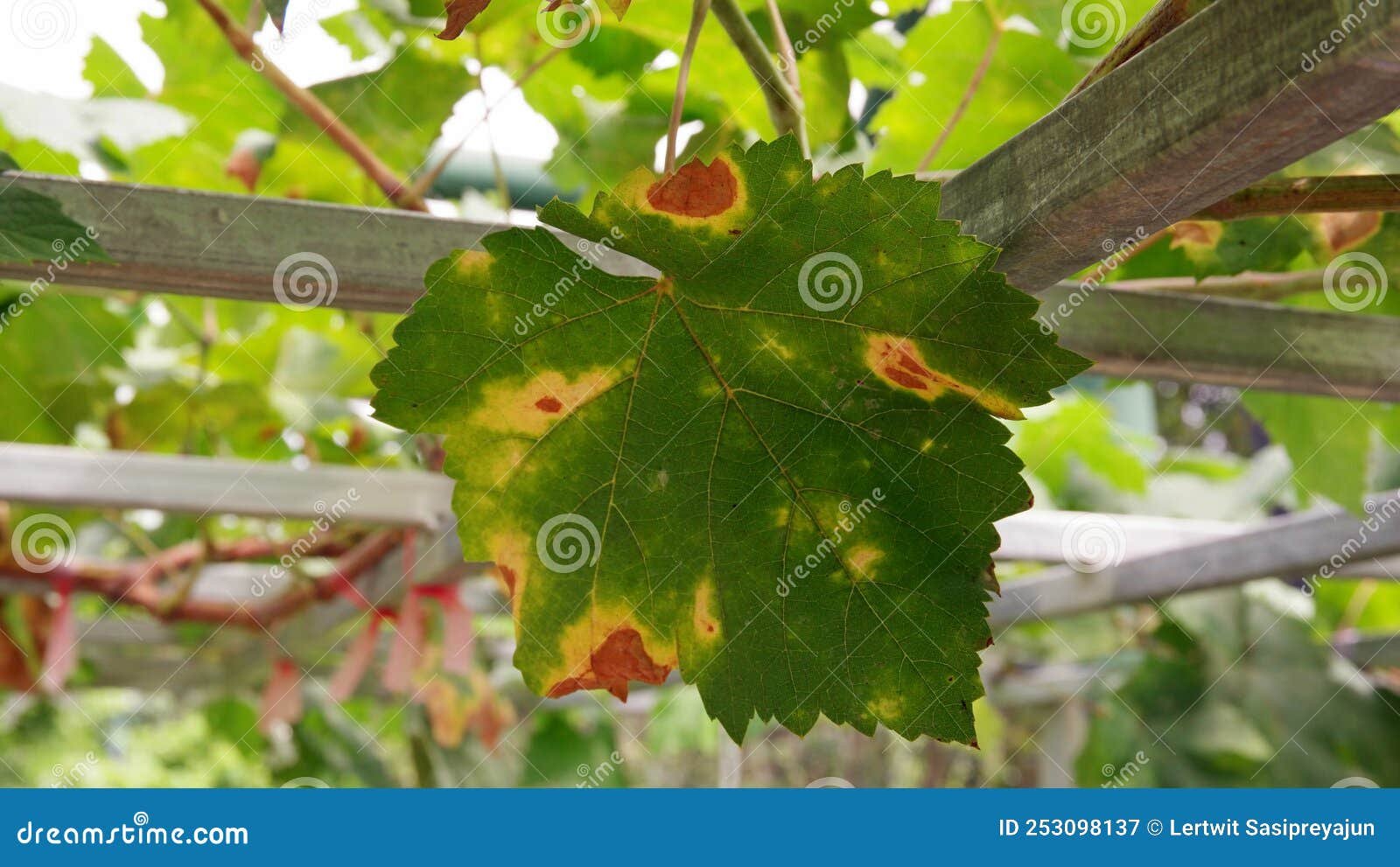Grape Leaf Blight and Spot Symptom Stock Image - Image of damage ...