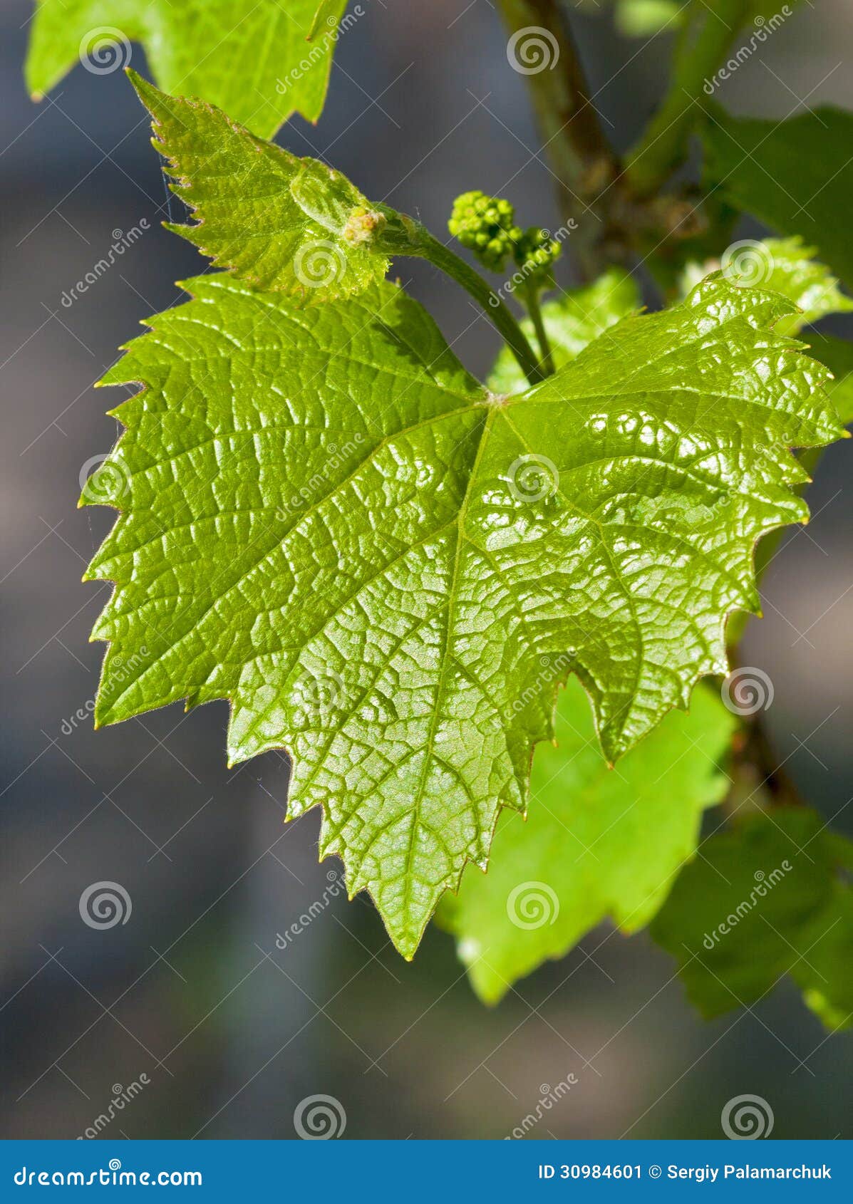 Grape Leaf with Blossoming Buds Stock Image - Image of grapevine, fruit ...