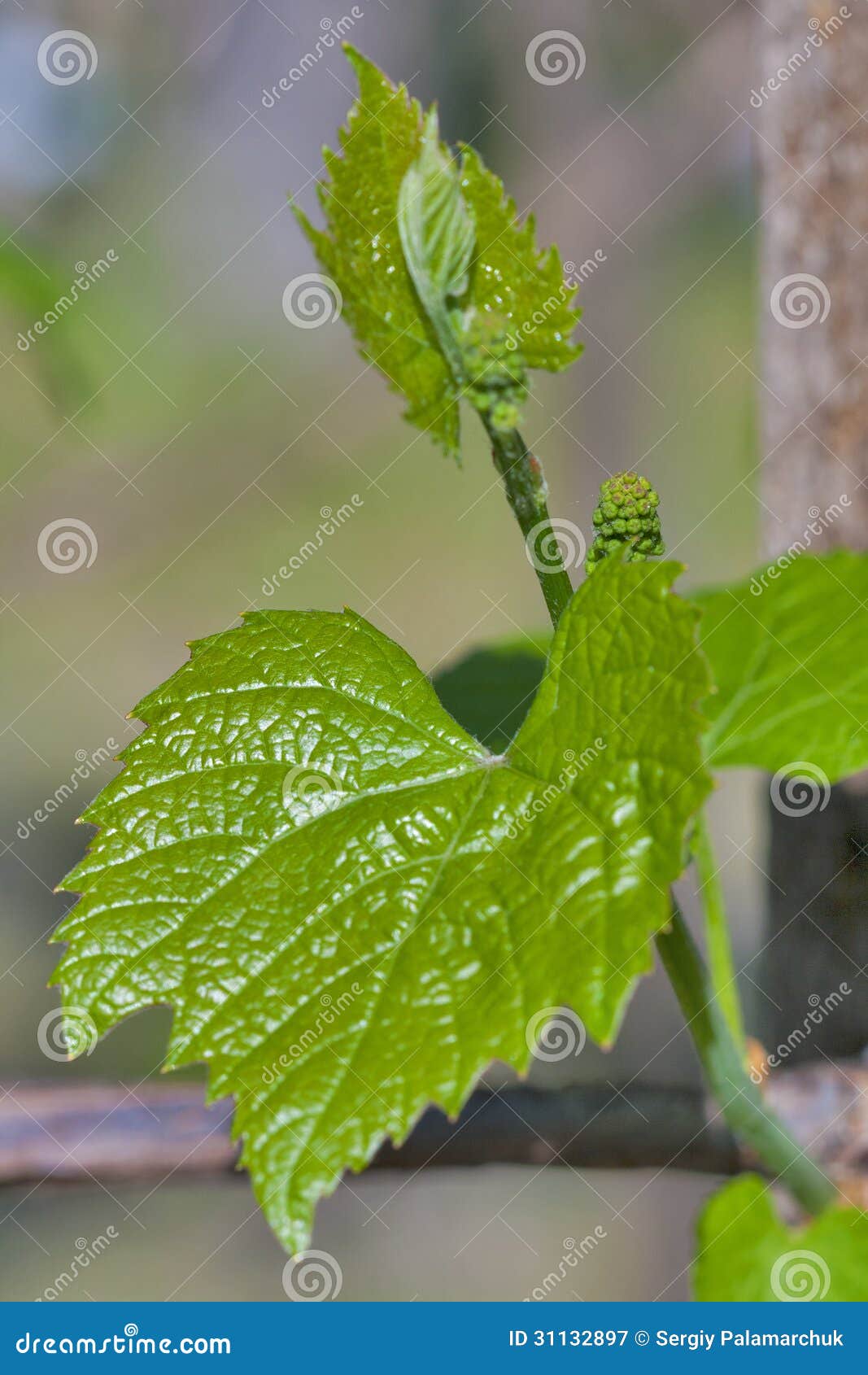 Grape Leaf with Blossoming Buds Stock Image - Image of stem, food: 31132897