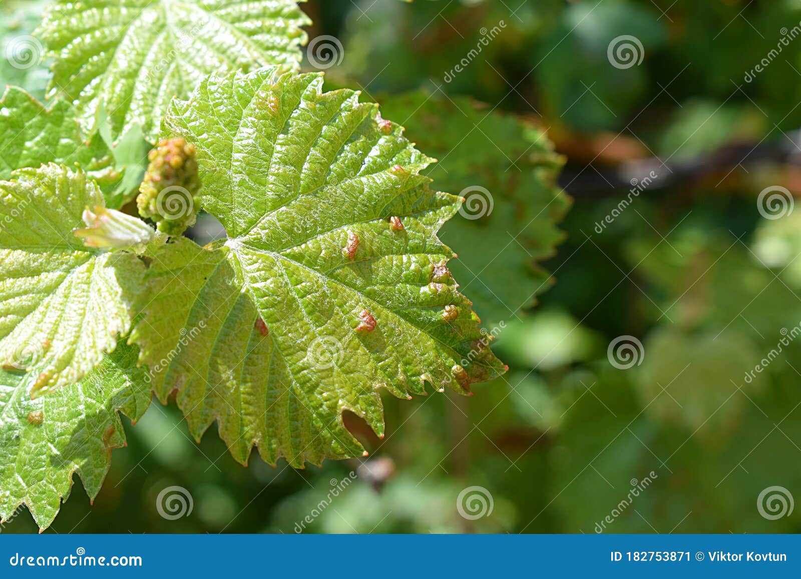 Grape Leaf Damaged by Spider Mite Stock Image - Image of leaf, pest ...