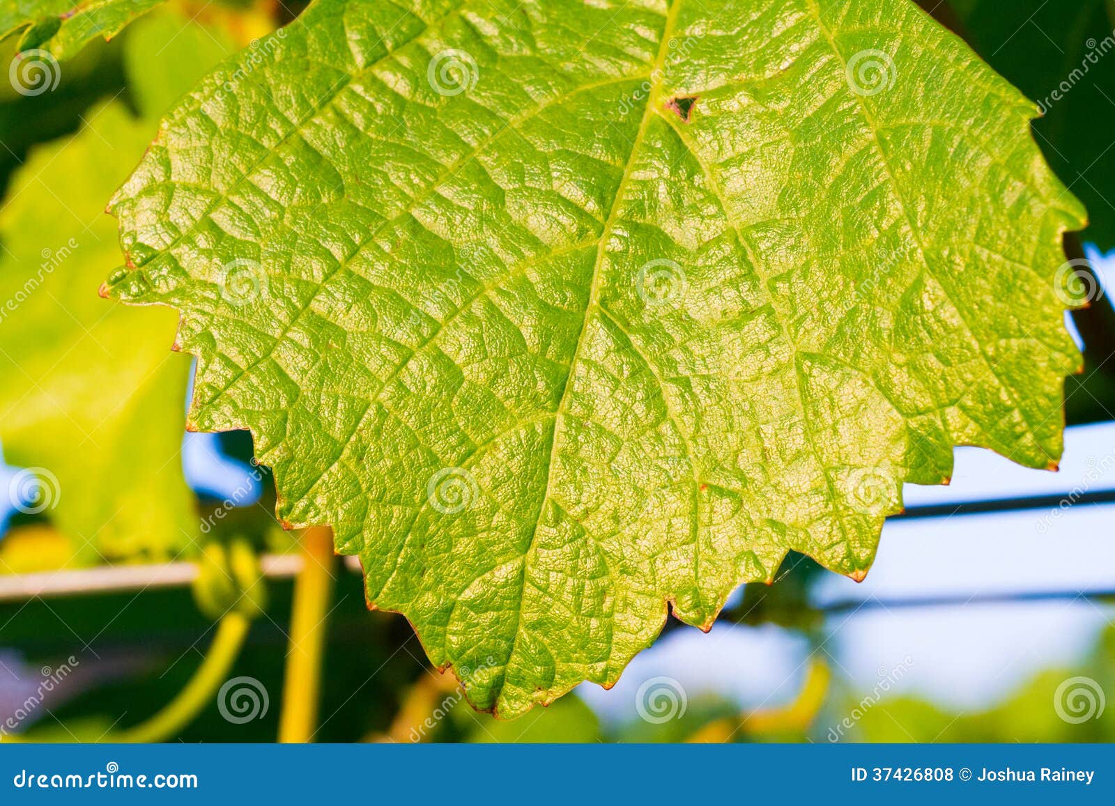 Grape Leaf Detail stock photo. Image of grow, vine, leaf - 37426808