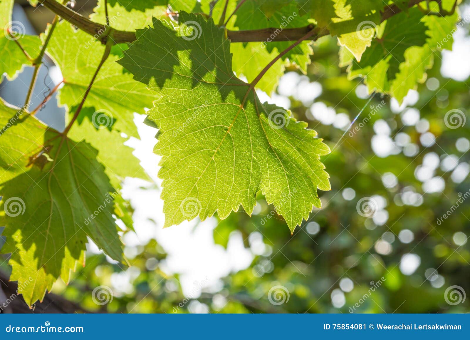 Grape leaf stock image. Image of nature, leaves, plant - 75854081