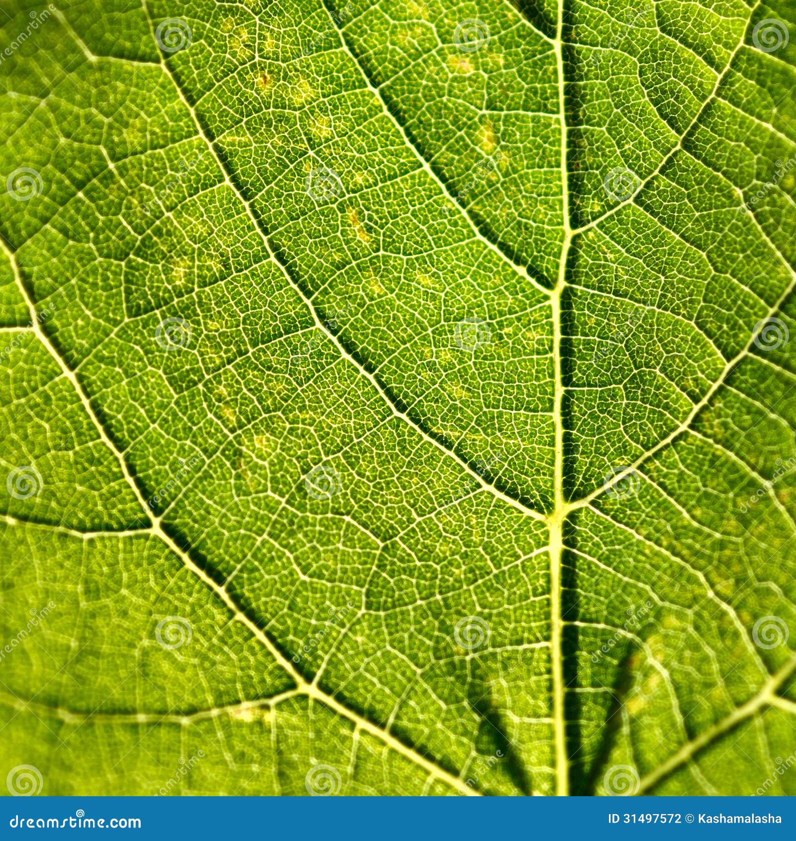 Grape leaf stock photo. Image of growth, plant, grape - 31497572