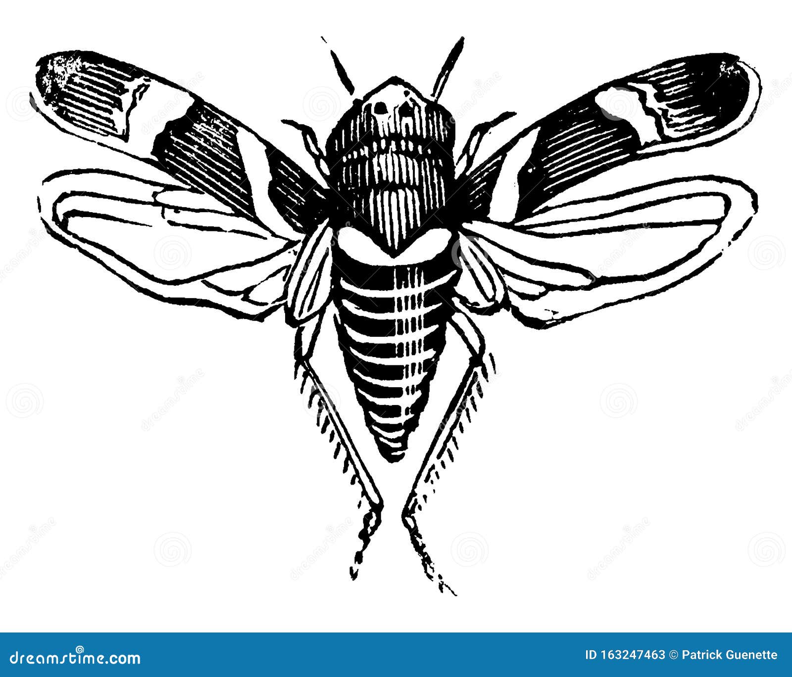 Grape Leaf Hopper, Vintage Illustration Stock Vector - Illustration of ...