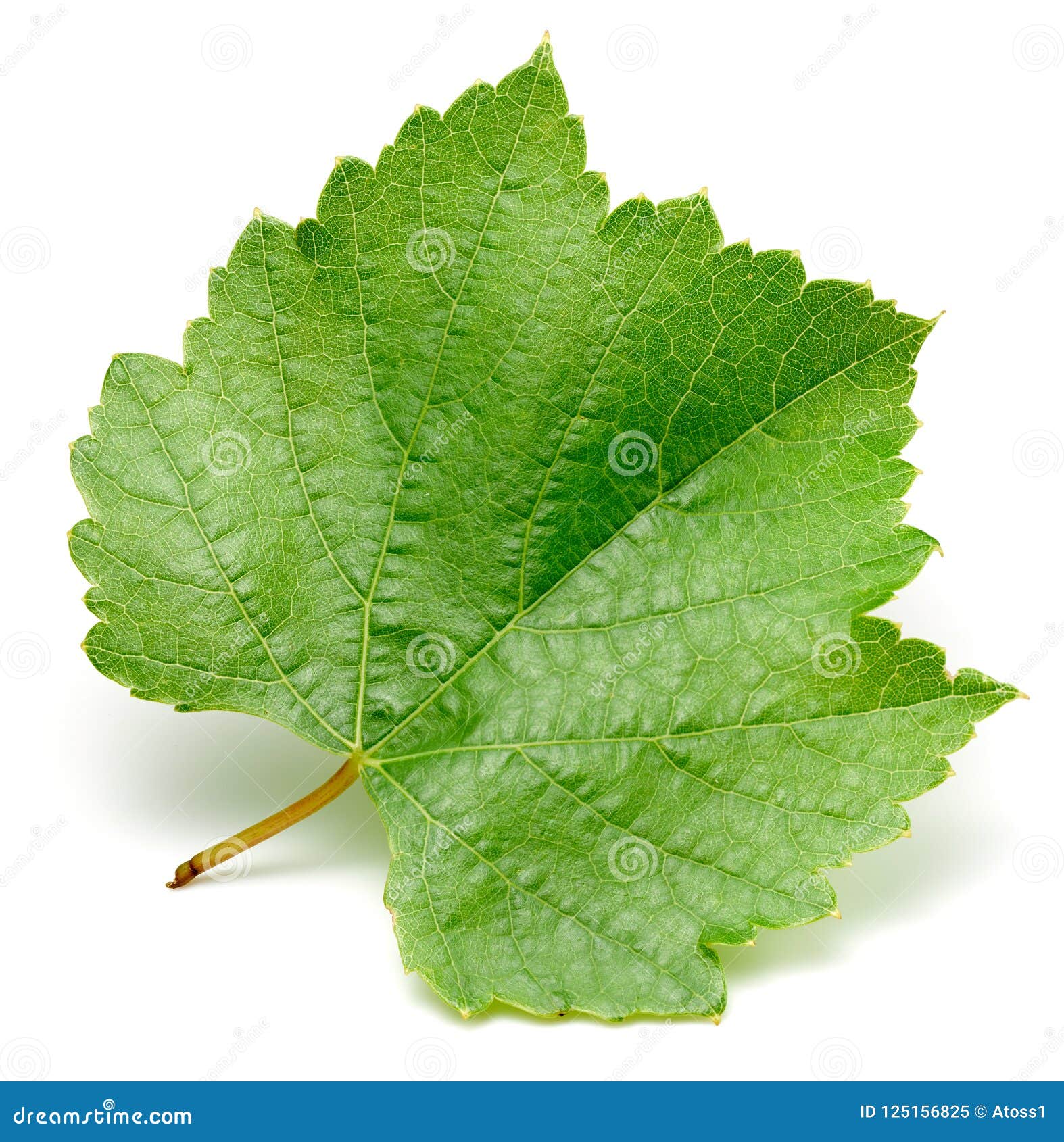 Grape leaf isolated stock image. Image of life, plant - 125156825