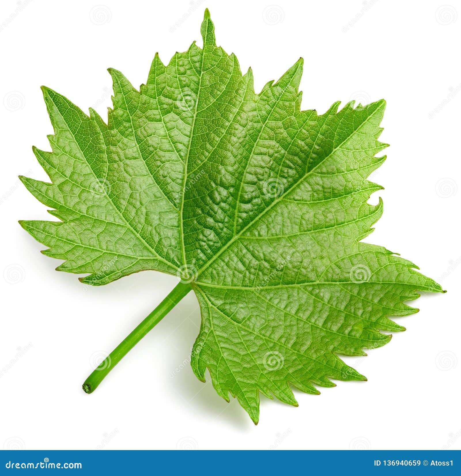 Grape Leaf Isolated on White Stock Image - Image of water, nature ...