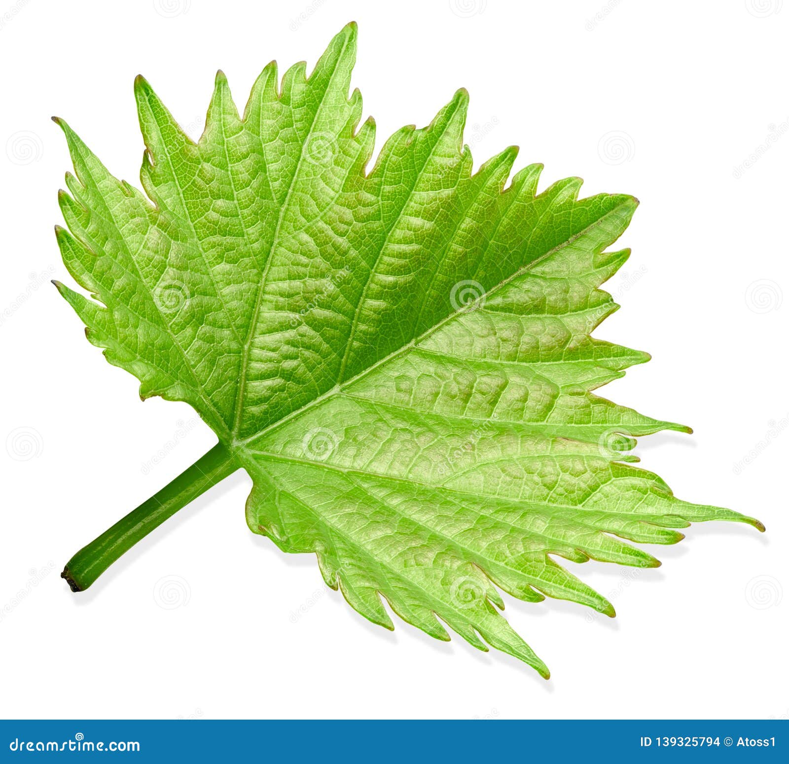 Grape Leaf Isolated on White Stock Photo - Image of summer, nature ...