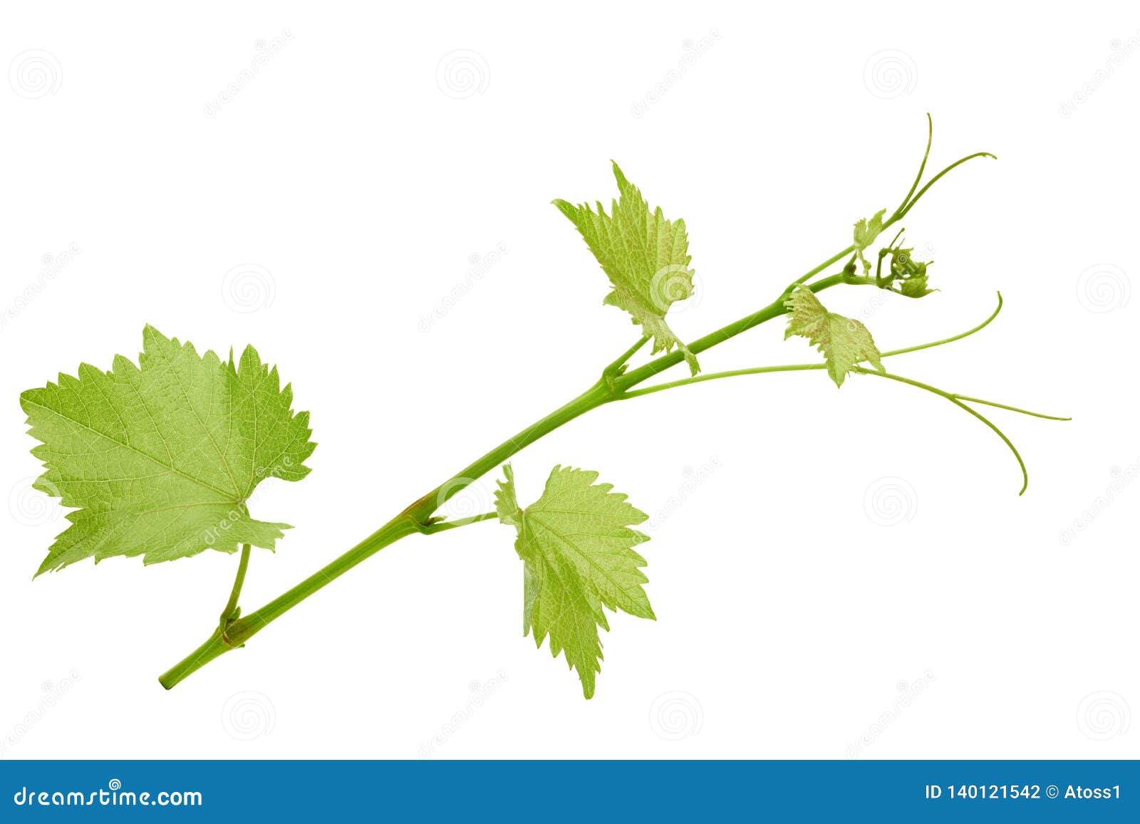 Grape Leaf Isolated on White Stock Photo - Image of spring, pattern ...