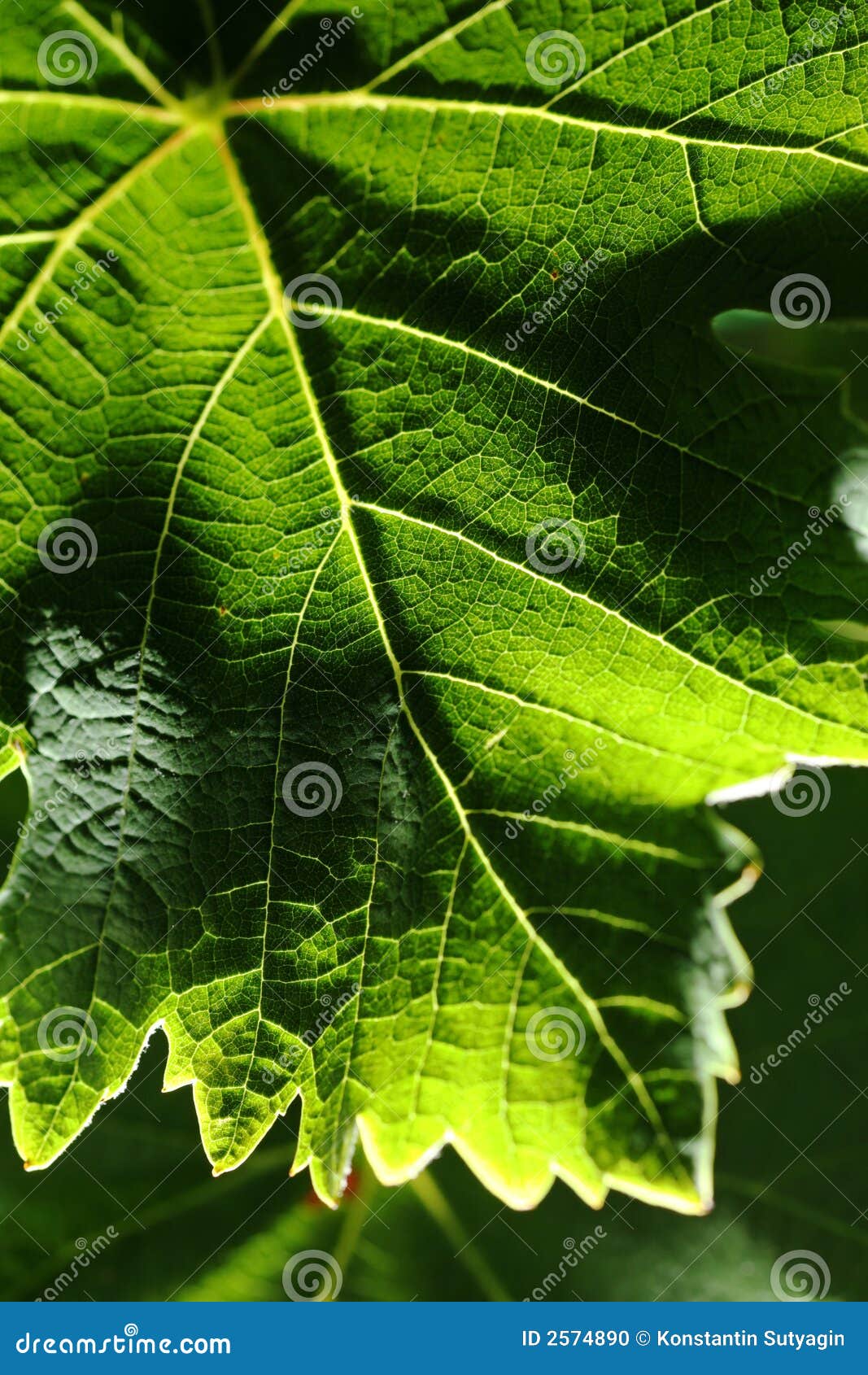 Grape leaf, macro photo stock photo. Image of background - 2574890