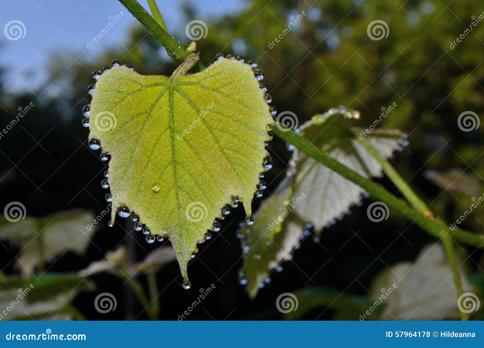 Grape Leaf with Morning Mist Dew Drops Stock Photo - Image of green ...