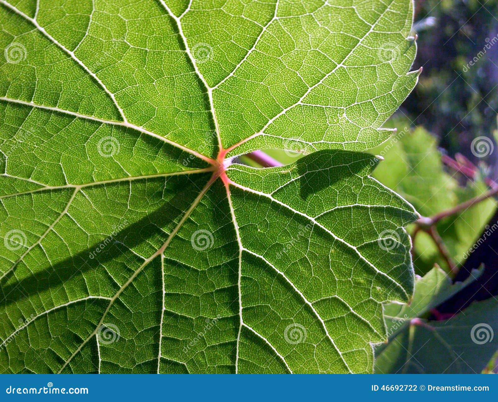 Grape leaf stock photo. Image of garden, leaf, nature - 46692722
