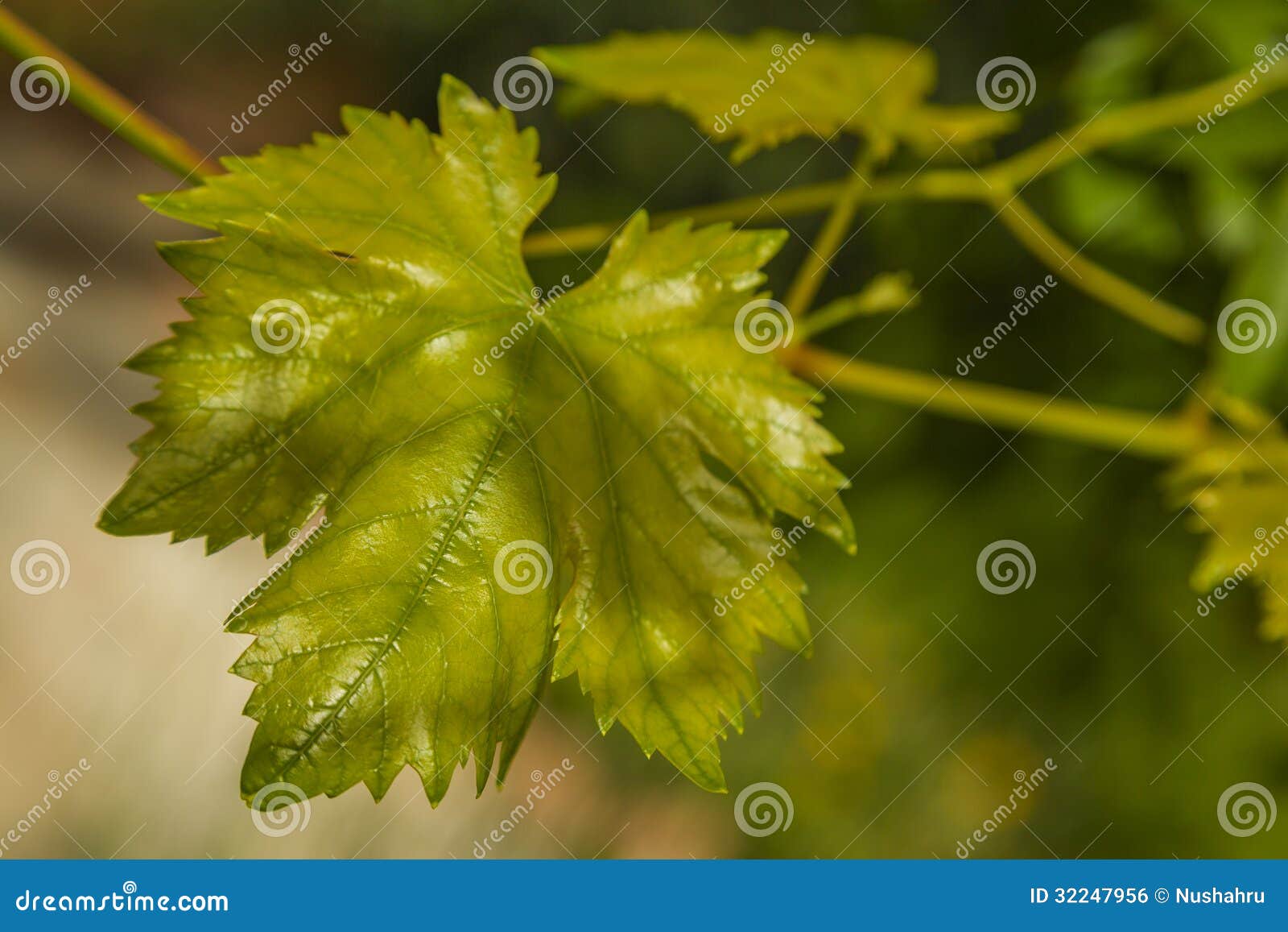 Grape leaf stock photo. Image of natural, copy, peace - 32247956