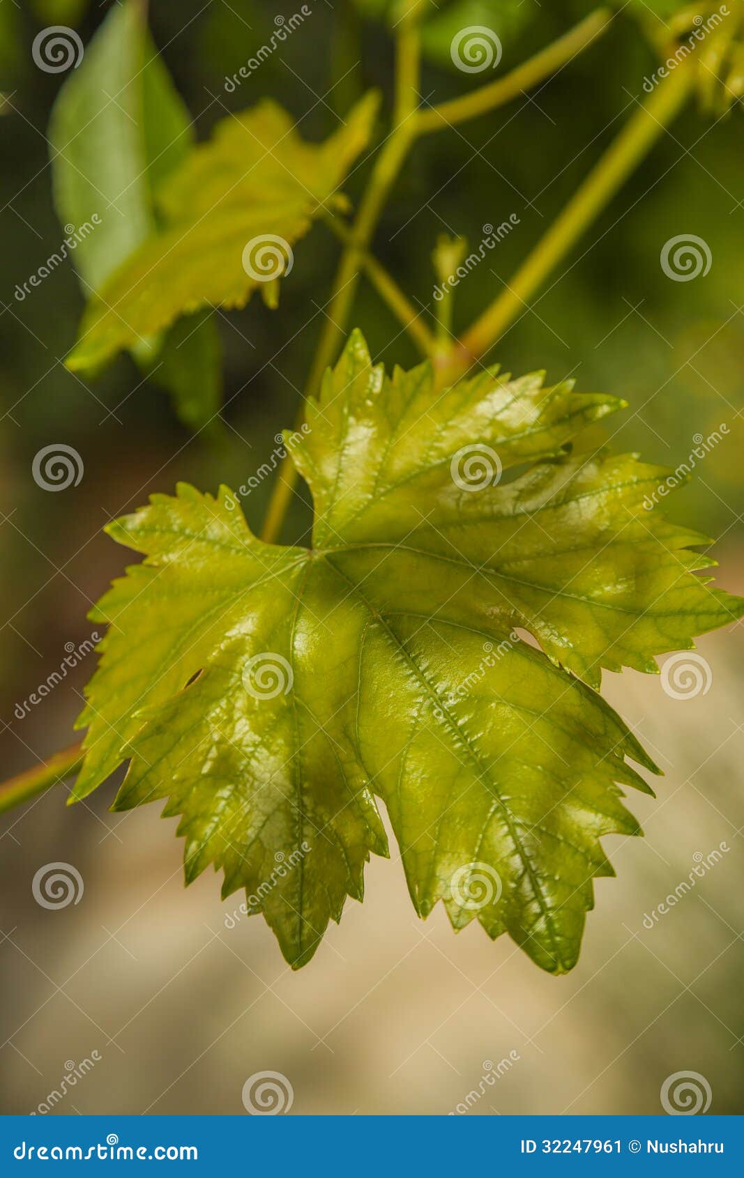 Grape leaf stock image. Image of harmony, flora, grapevine - 32247961