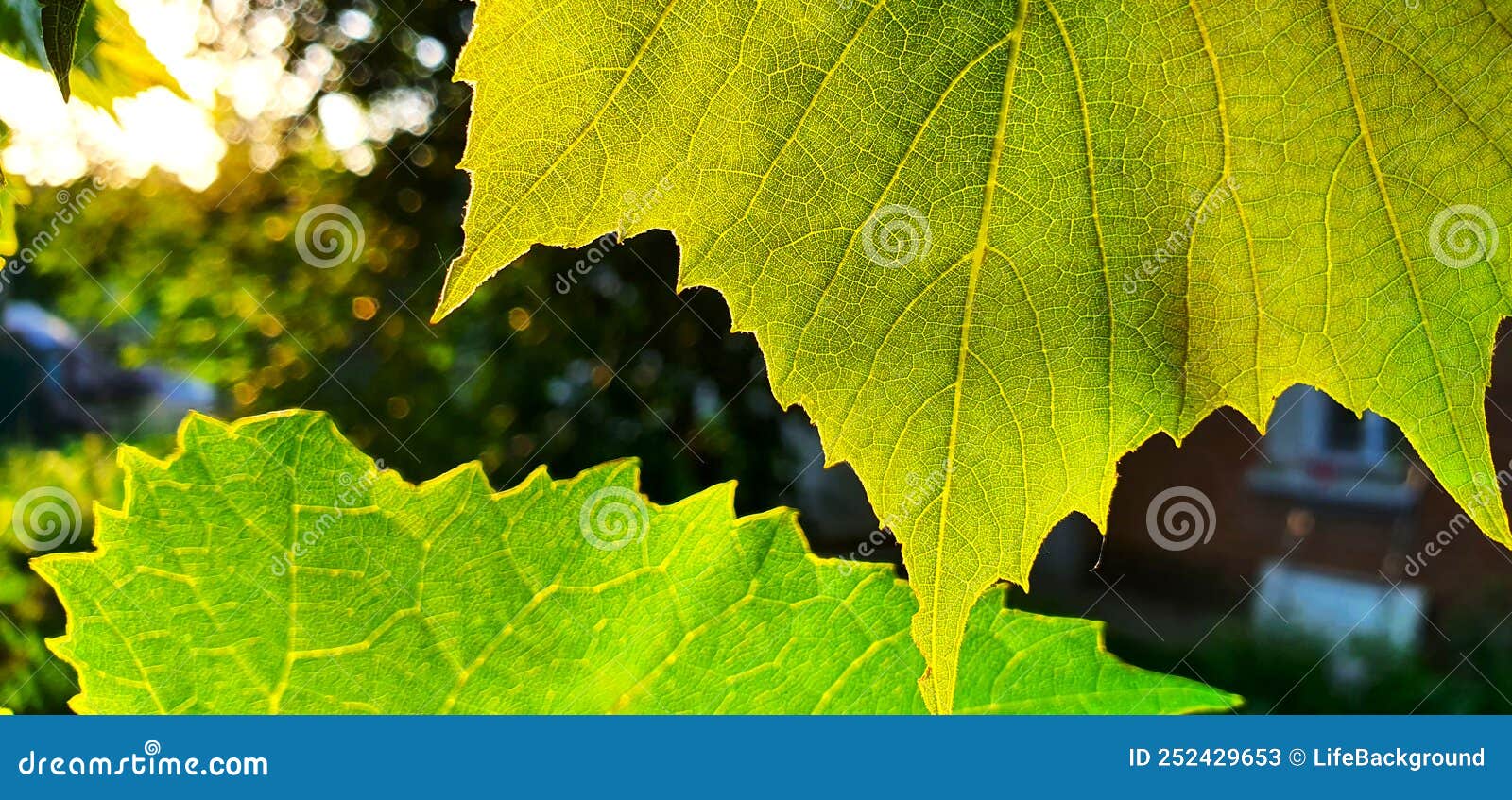 Grape Leaf in the Rays of the Bright Sun Close-up Stock Image - Image ...