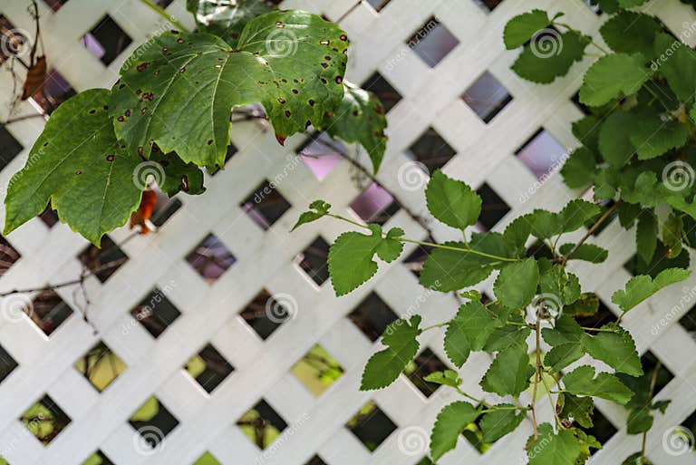 Grape Leafs Diseases. Angular Reddish Brown Spots with Shot-hole ...