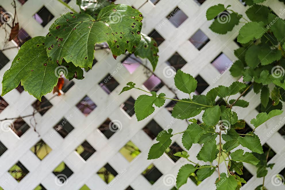 Grape Leafs Diseases. Angular Reddish Brown Spots with Shot-hole ...