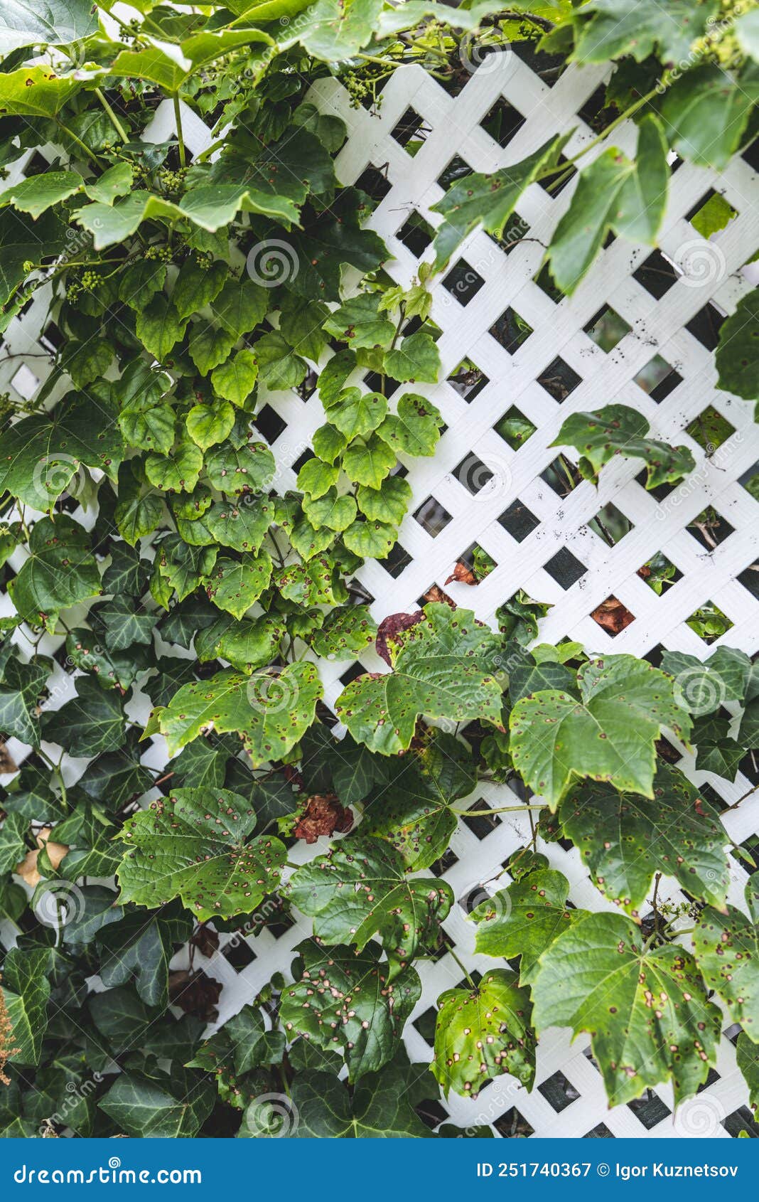 Grape Leafs Diseases. Angular Reddish Brown Spots with Shot-hole ...