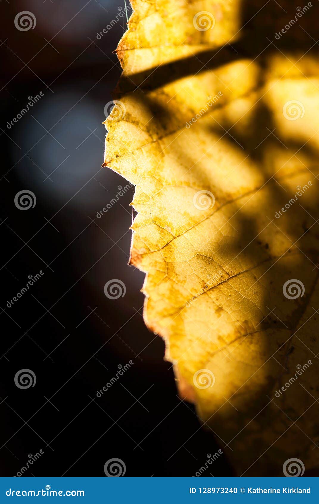 Grape Leaf Shadows stock photo. Image of grape, autumnal - 128973240