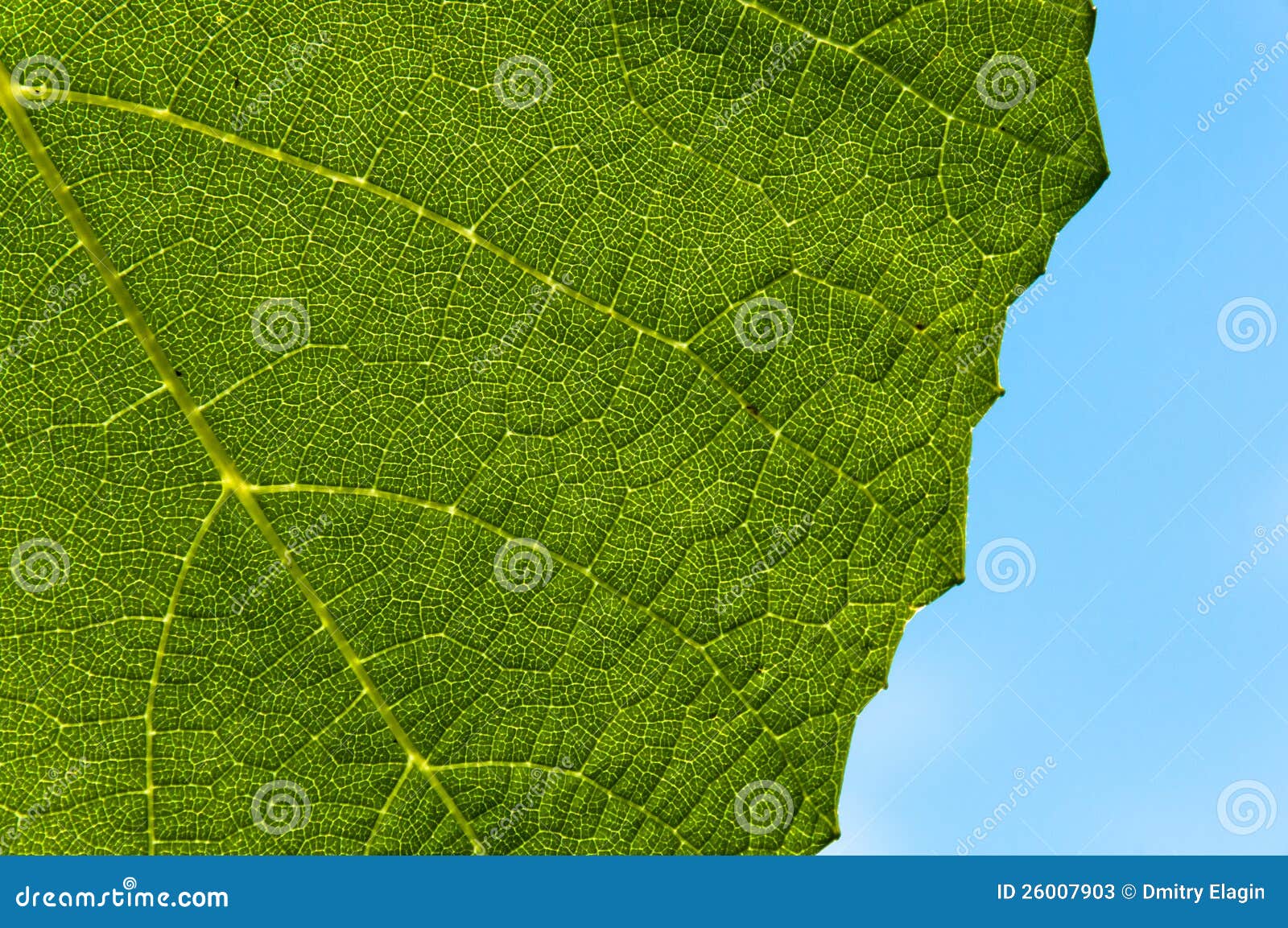 Grape Leaf Textured Part Back Stock Image - Image of light, organism ...