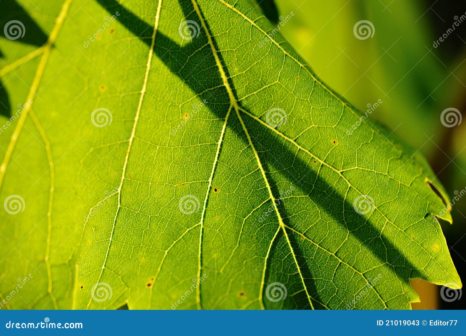 Grape leaf texture stock image. Image of outdoors, textures - 21019043