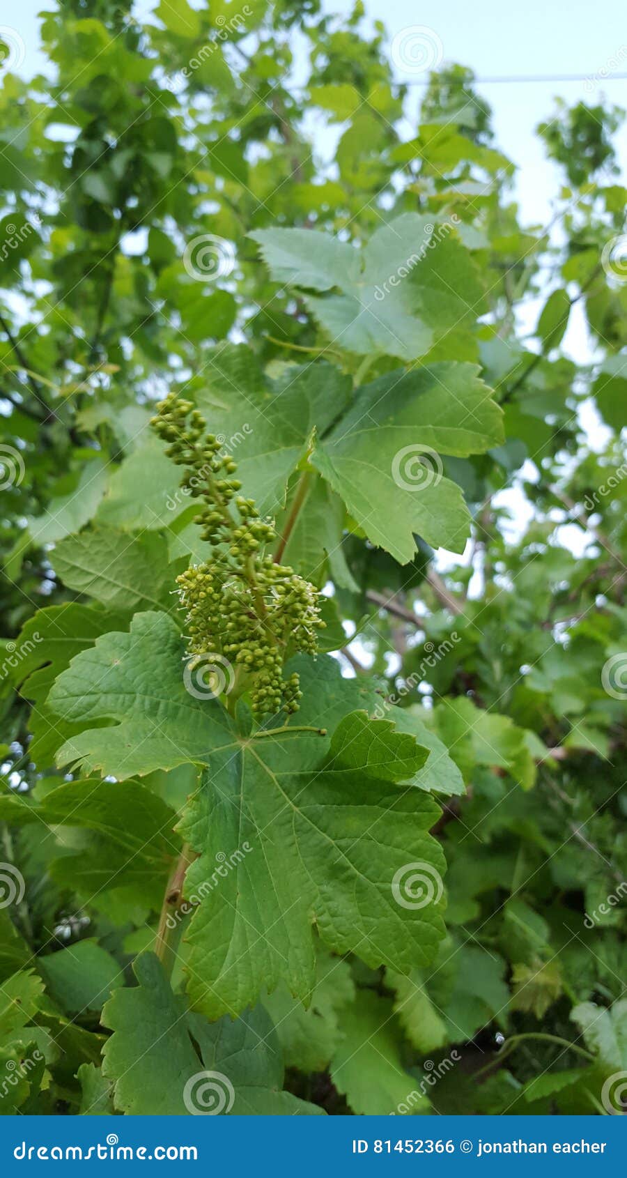Grape Leaf Stock Photography | CartoonDealer.com #81452366