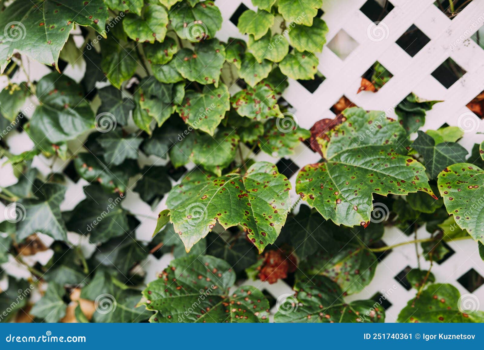 Grape Leafs Diseases. Angular Reddish Brown Spots with Shot-hole ...