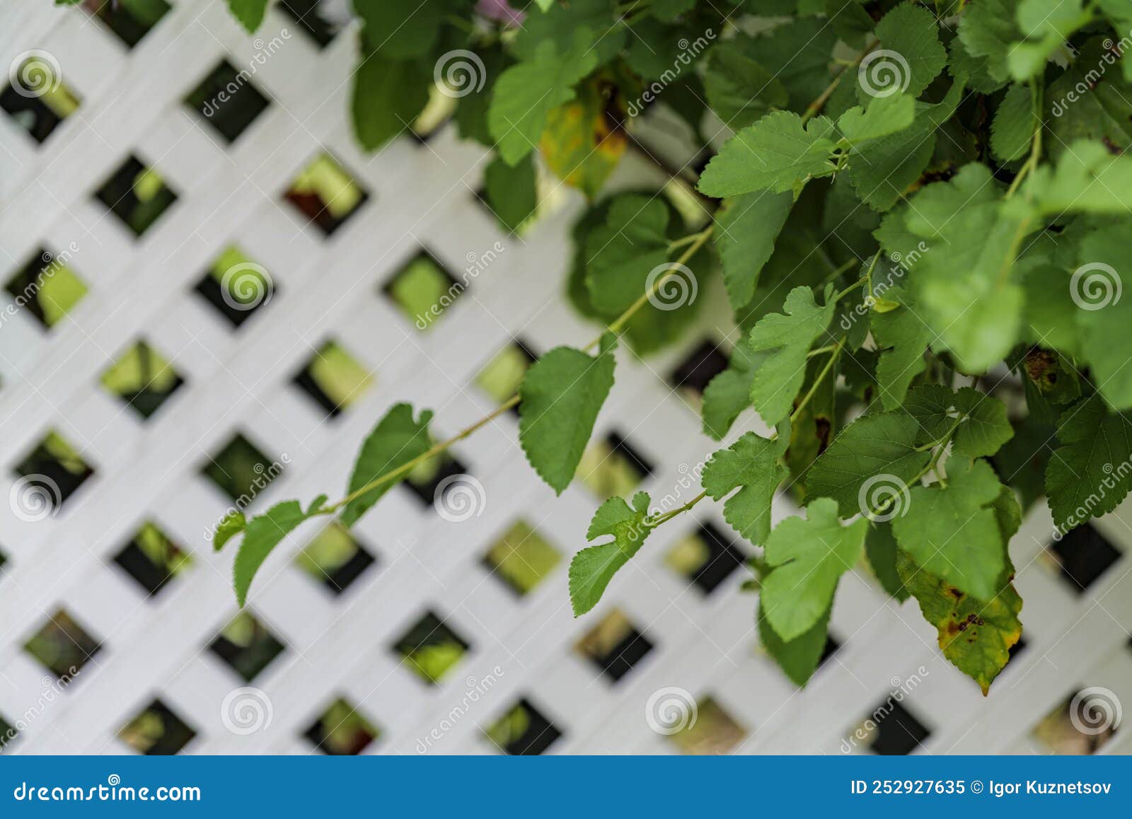 Grape Leafs Diseases. Angular Reddish Brown Spots with Shot-hole ...