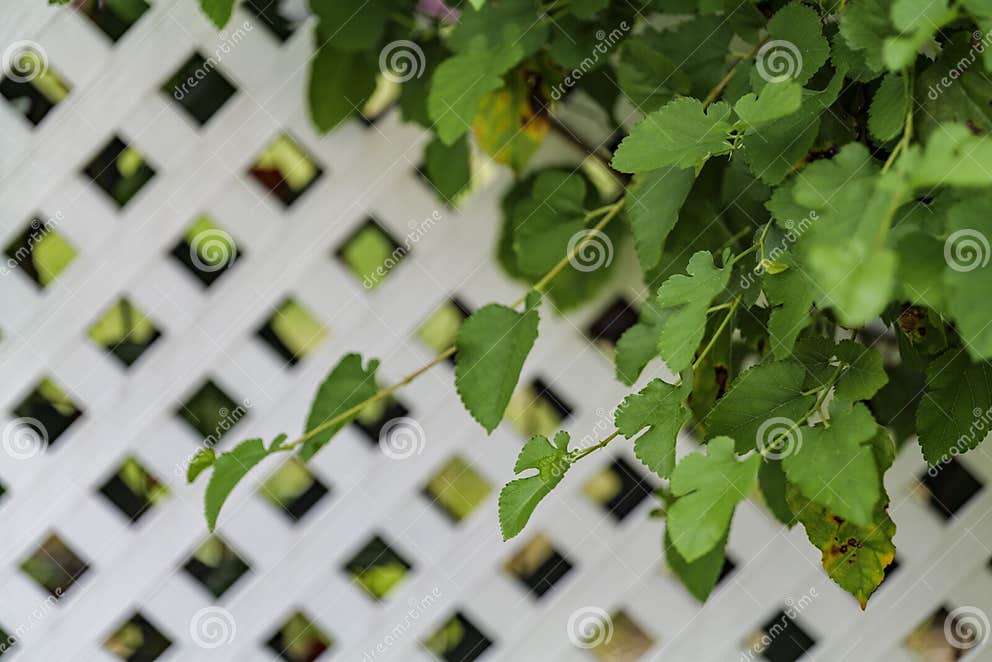Grape Leafs Diseases. Angular Reddish Brown Spots with Shot-hole ...