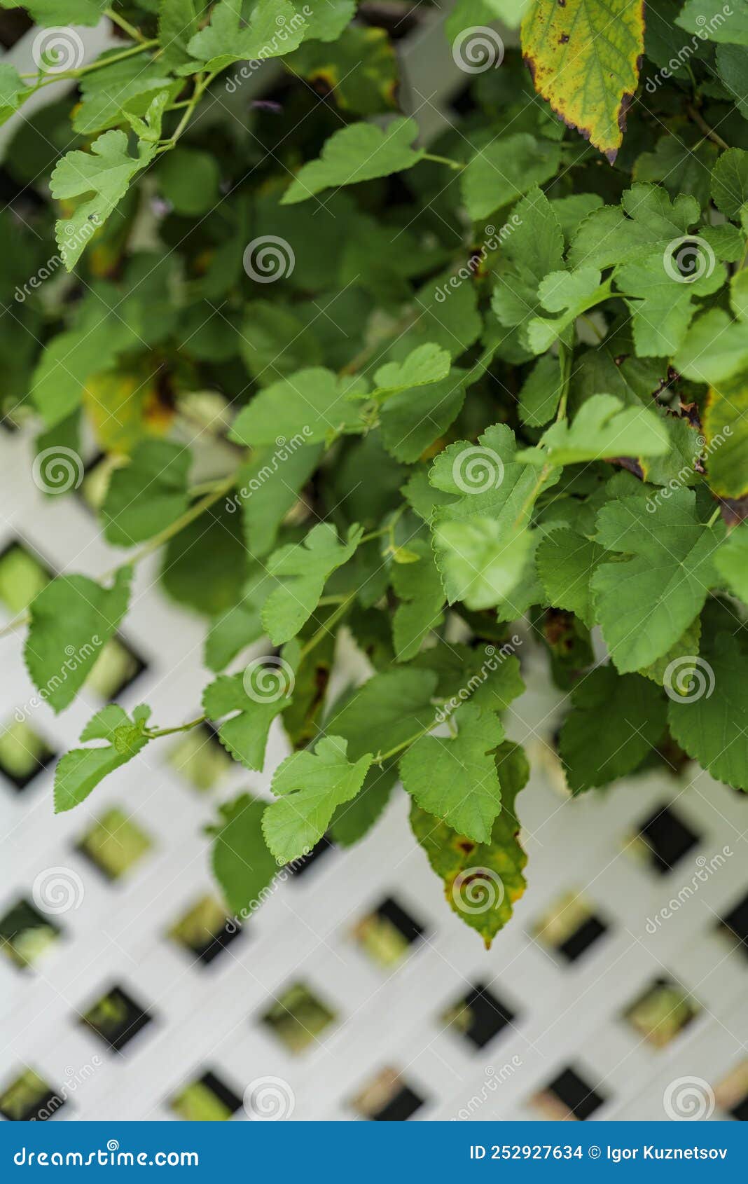 Grape Leafs Diseases. Angular Reddish Brown Spots with Shot-hole ...