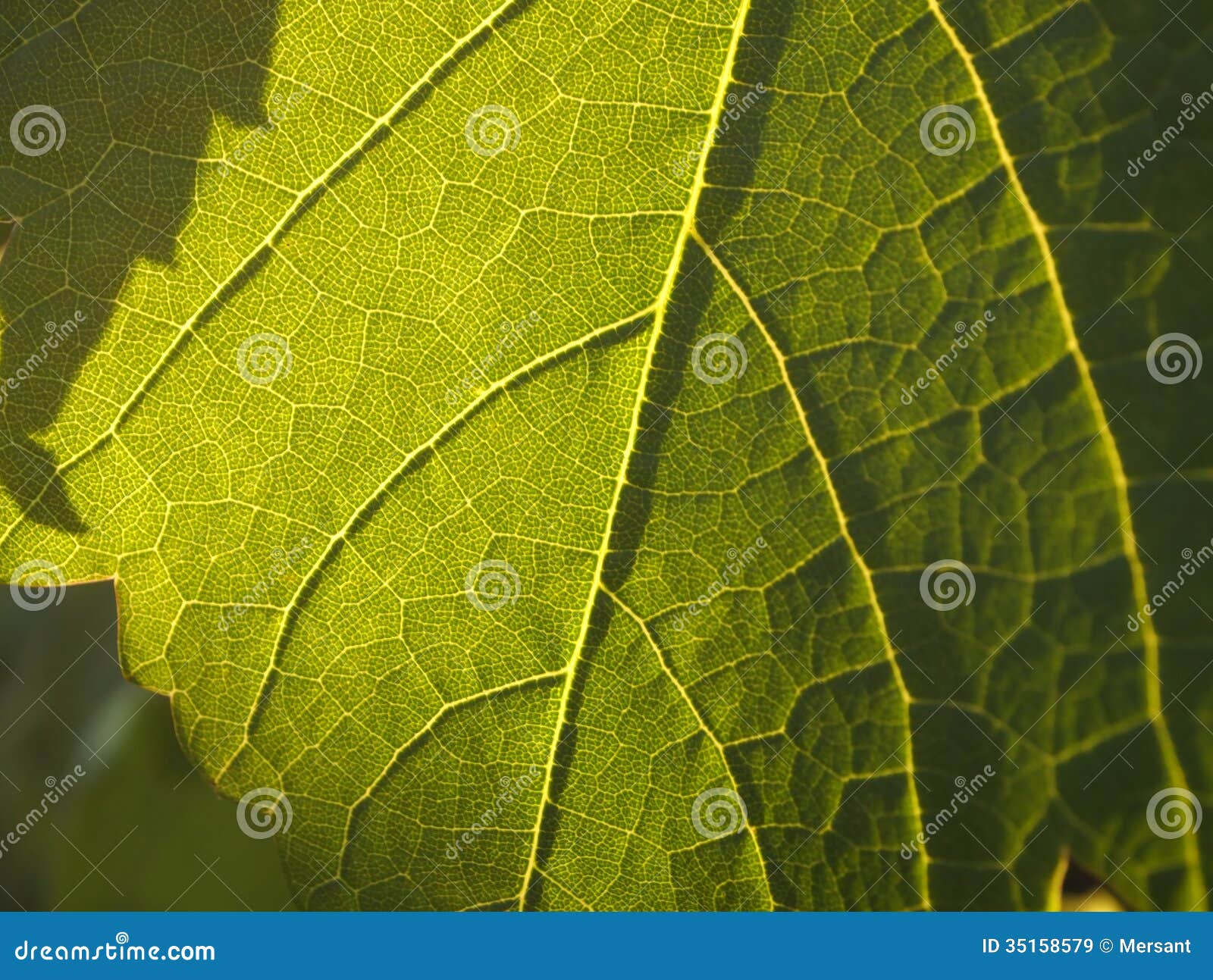Grape leave stock image. Image of nature, agriculture - 35158579
