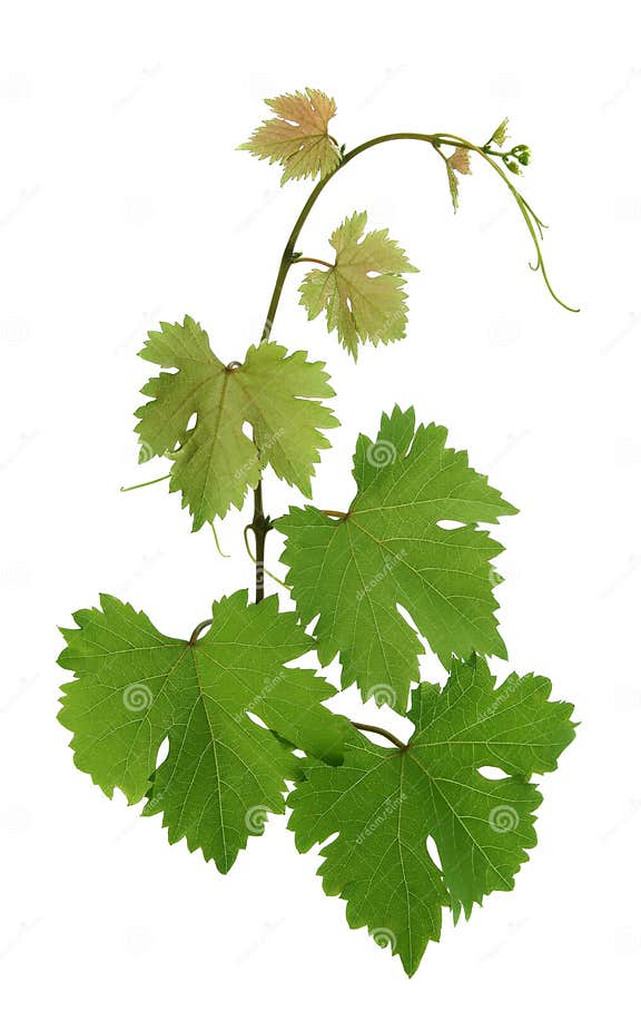 Grape leaves stock image. Image of isolated, grape, plant - 10377887