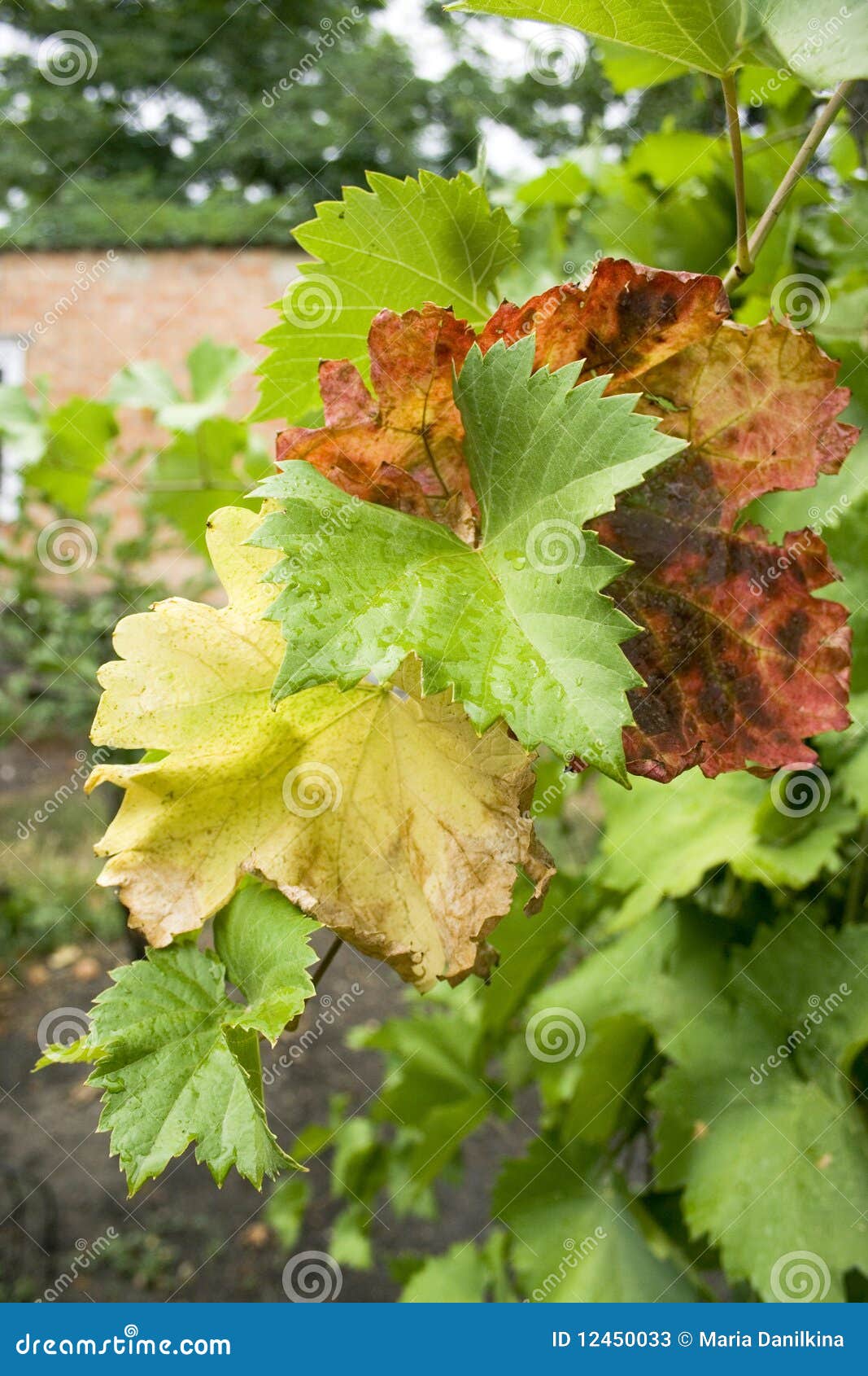 Grape leaves stock image. Image of grapes, farm, agriculture - 12450033