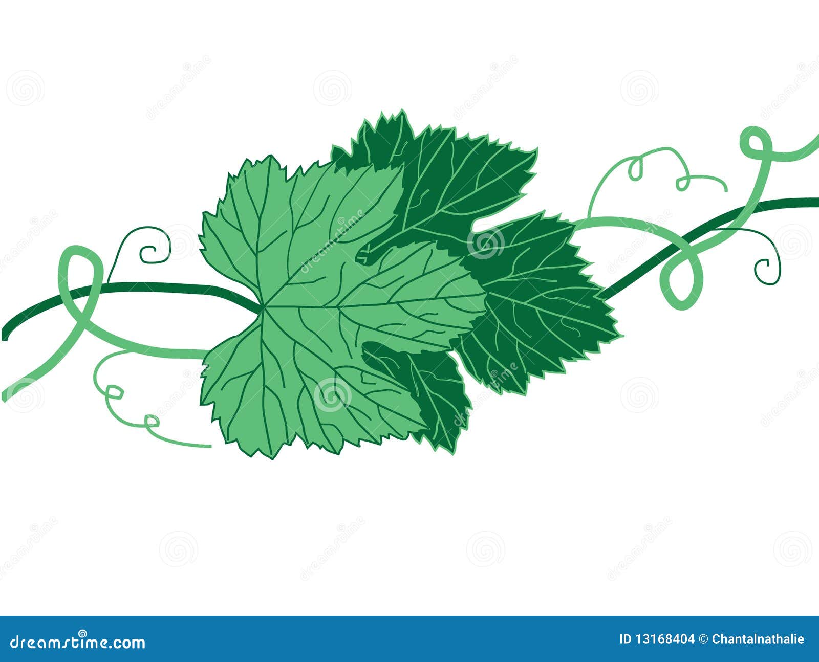 Grape leaves stock vector. Illustration of wine, grape - 13168404