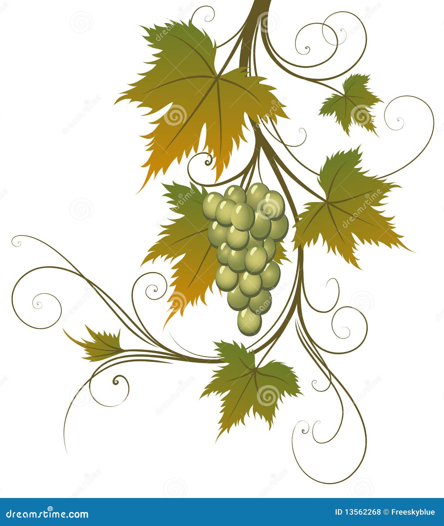 Grape and leaves stock illustration. Illustration of farm - 13562268