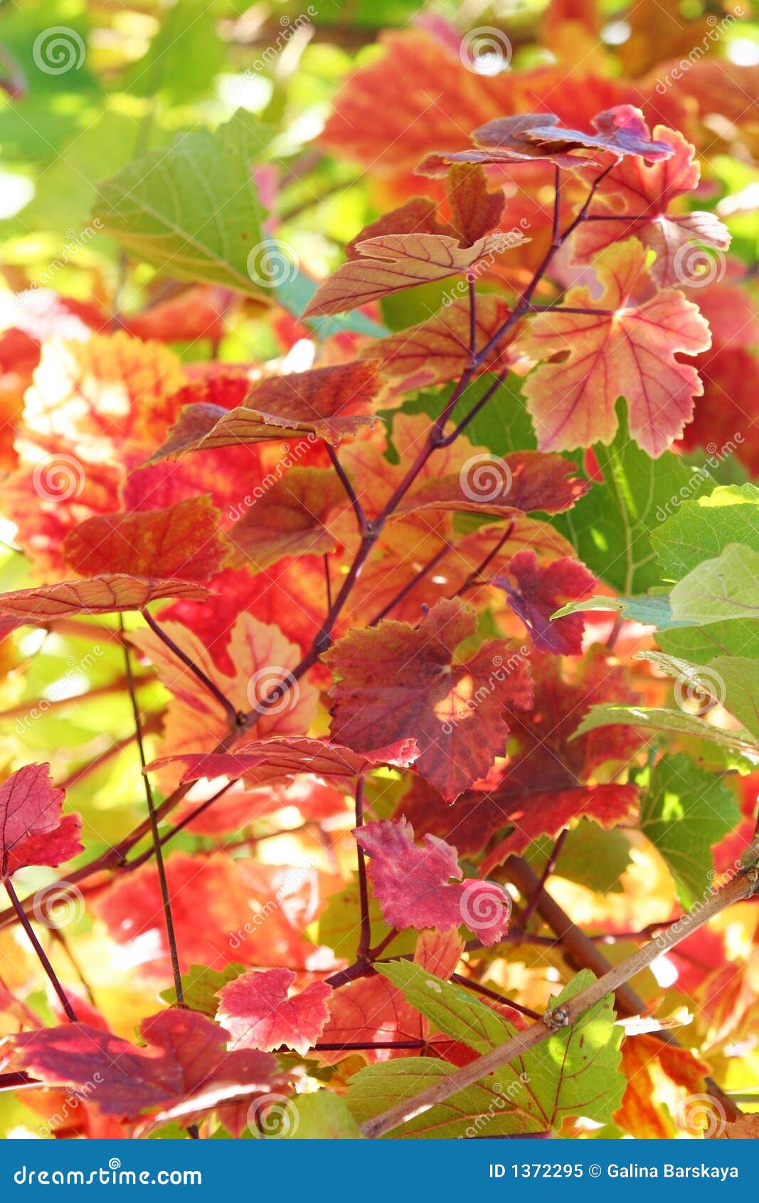 Grape leaves stock image. Image of tree, fall, background - 1372295