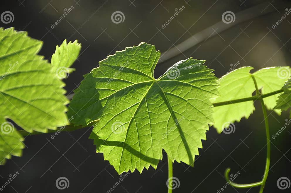 Grape Leaves stock image. Image of curl, wine, vine, grape - 15710417