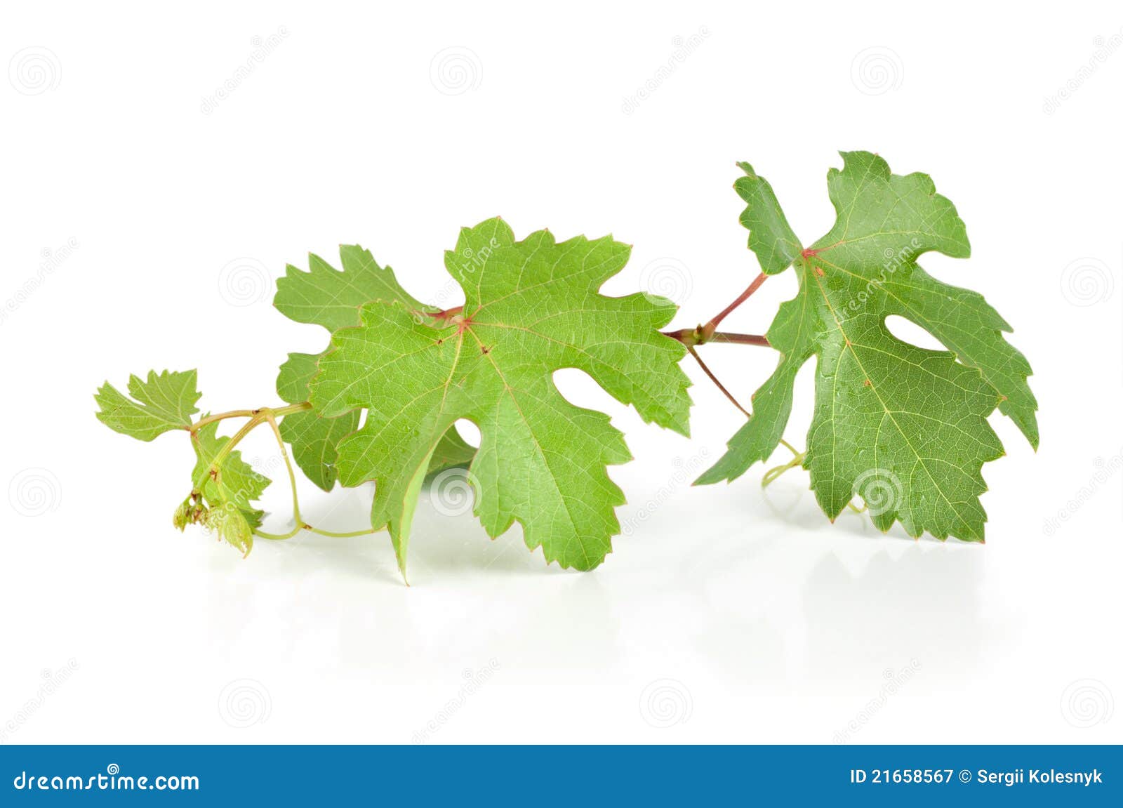 Grape leaves stock image. Image of leave, floral, grape - 21658567