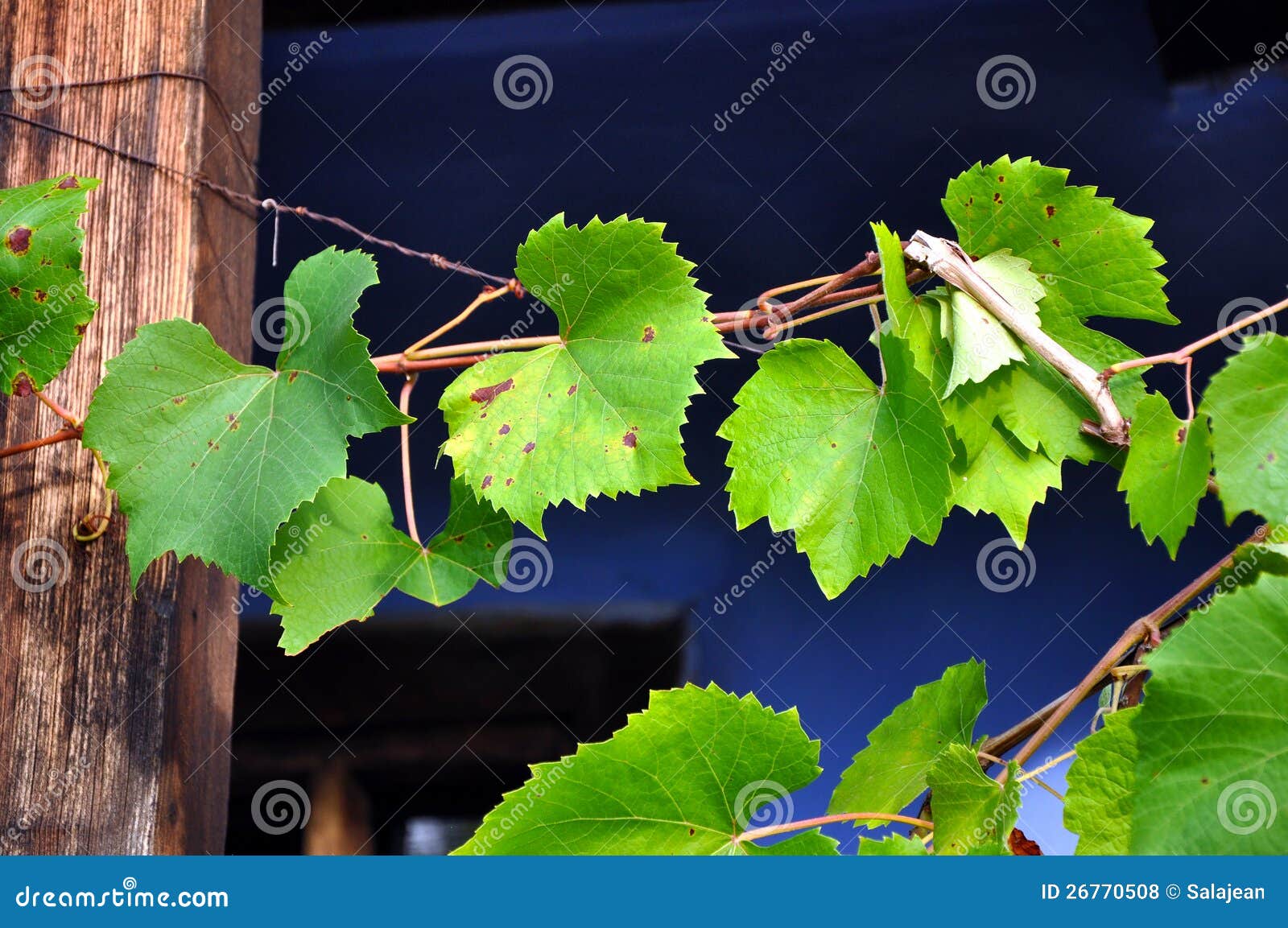Grape leaves stock photo. Image of environment, leaf - 26770508