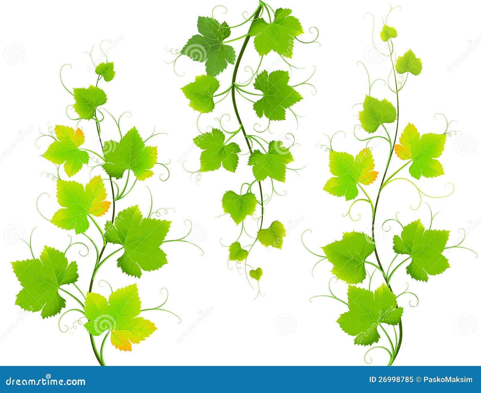 Grape leaves stock vector. Illustration of vector, botanical - 26998785