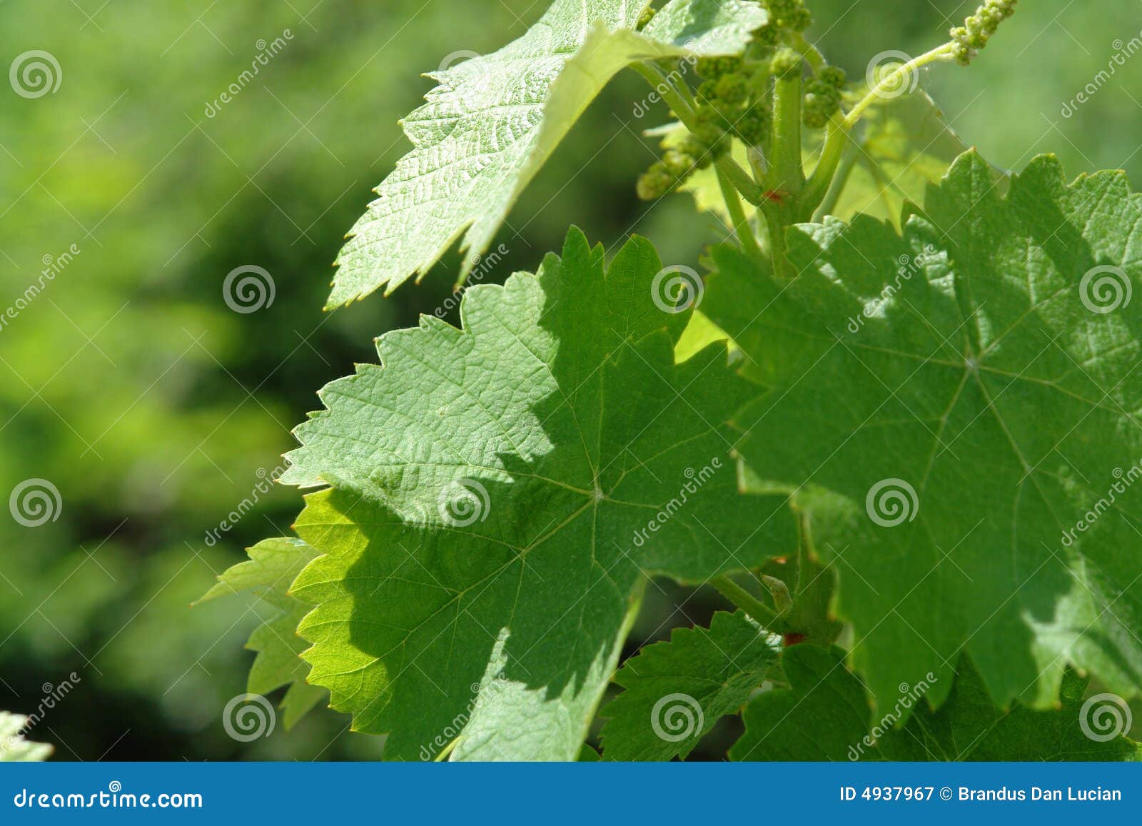 Grape leaves stock image. Image of nature, grows, curl - 4937967