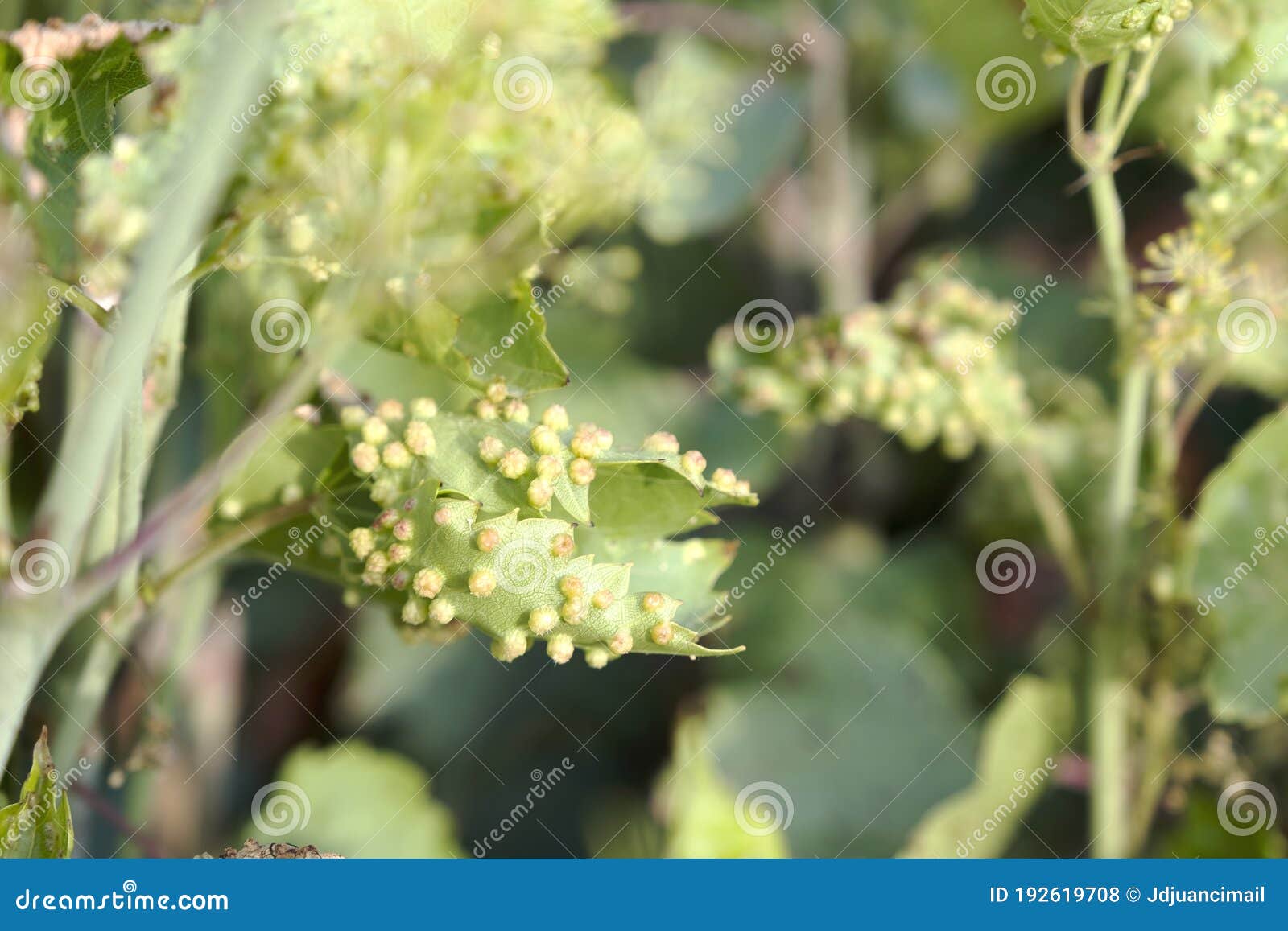 Grape Leaves Affected by Phylloxera in a Grapevine Cultivation Field ...