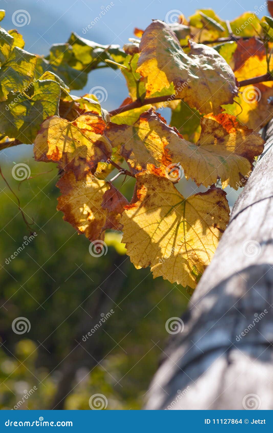 Grape leaves in autumn stock photo. Image of grow, blue - 11127864