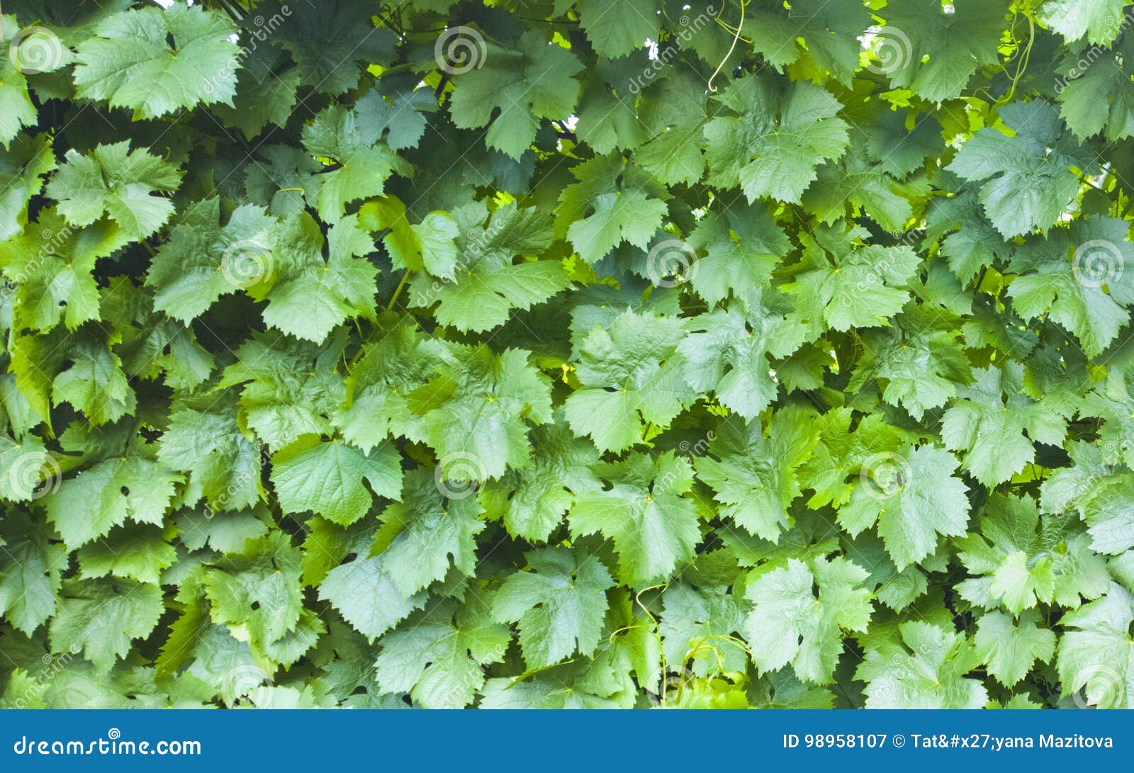 Grape Leaves Background. Vineyard Pattern Stock Image - Image of ...