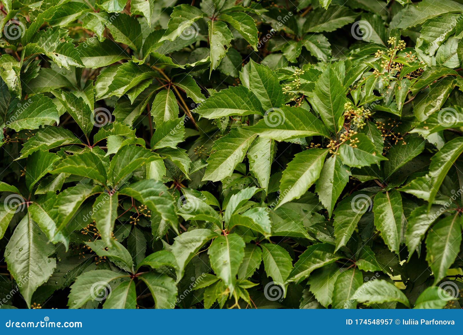 Grape Leaves with Buds of Small Grapes Stock Image - Image of ...