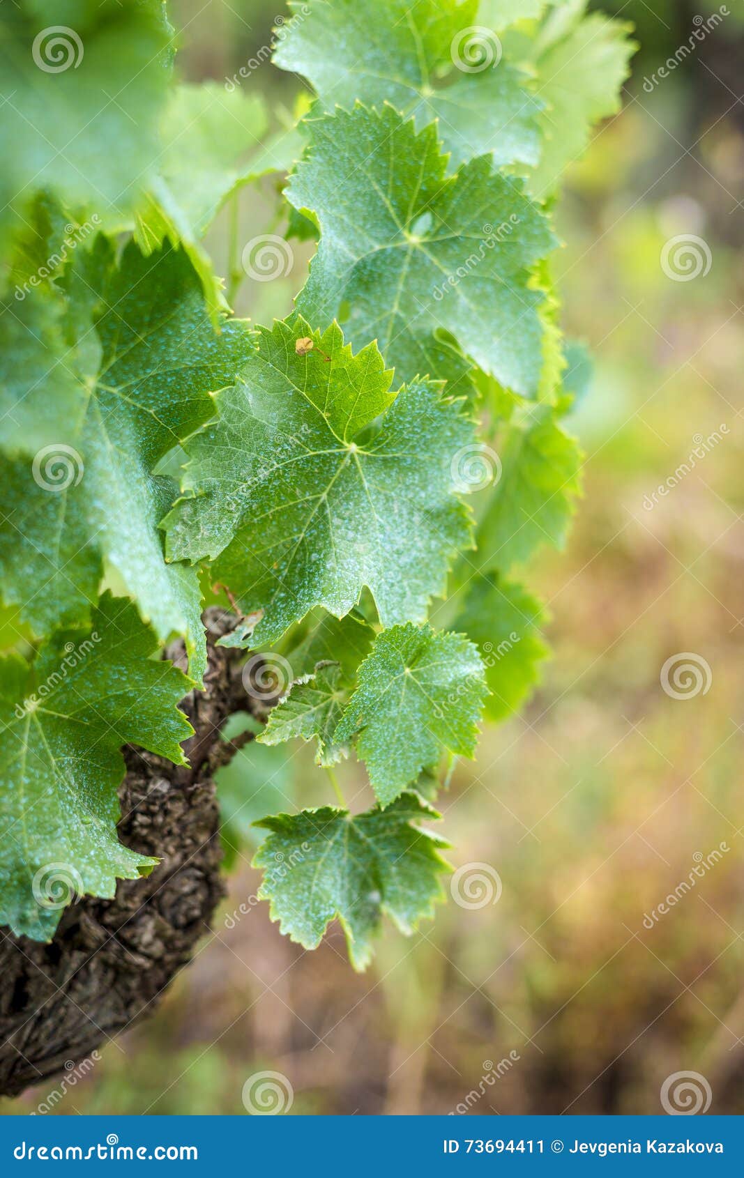 Grape leaves stock image. Image of summer, bush, green - 73694411