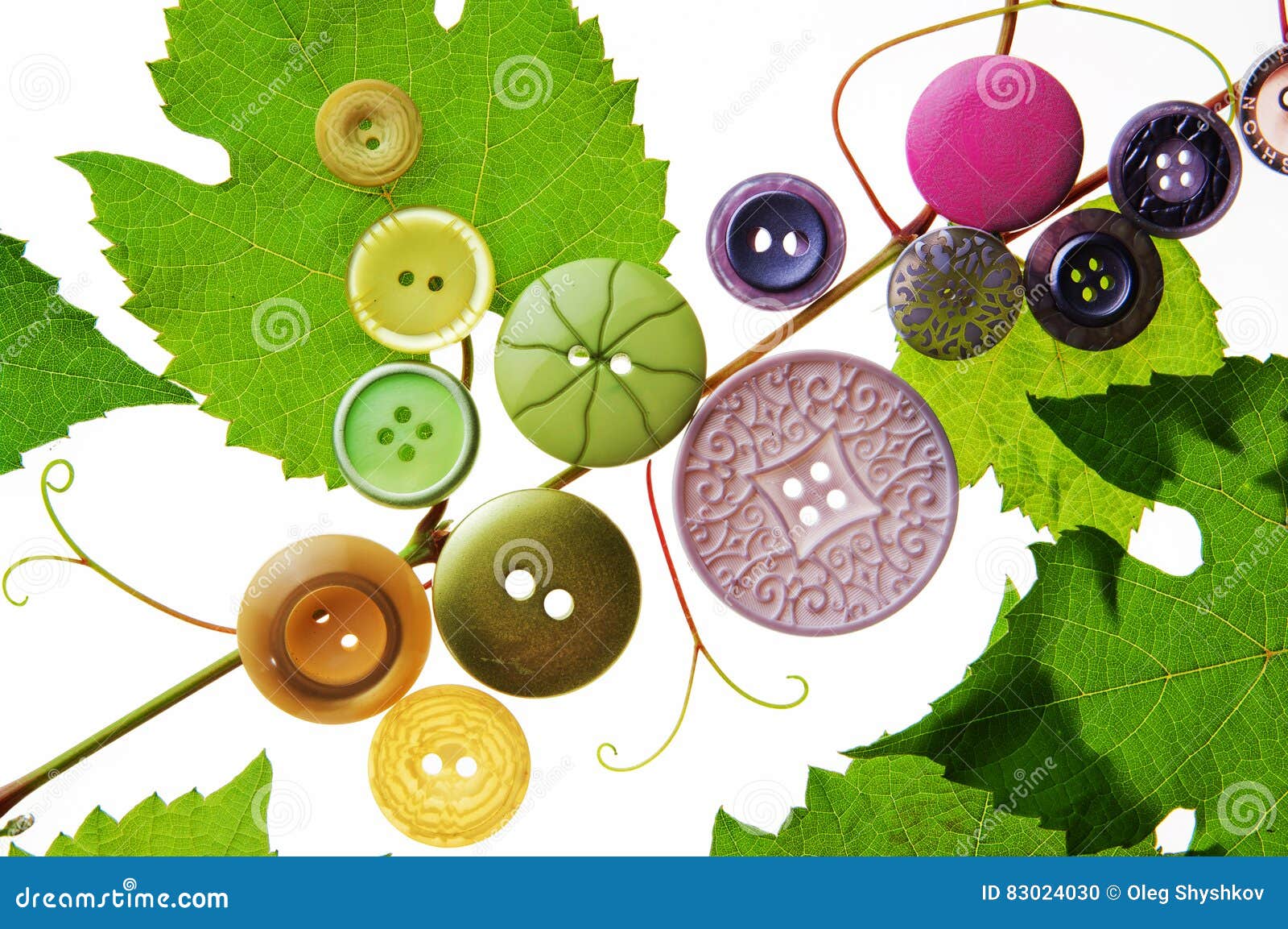 Grape Leaves and Buttons on a White Background Stock Photo - Image of ...