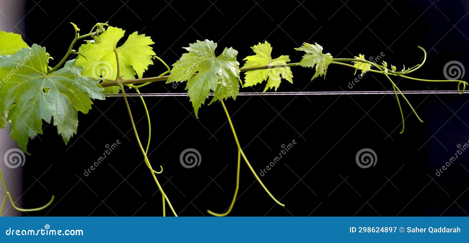 Grape leaves are climbing stock image. Image of tree - 298624897