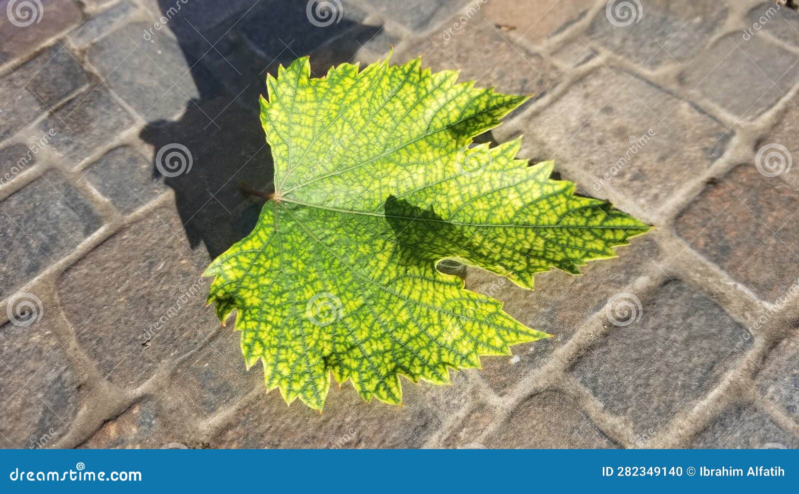 Grape Leaves that Fall on the Ground ? Stock Photo - Image of shrub ...
