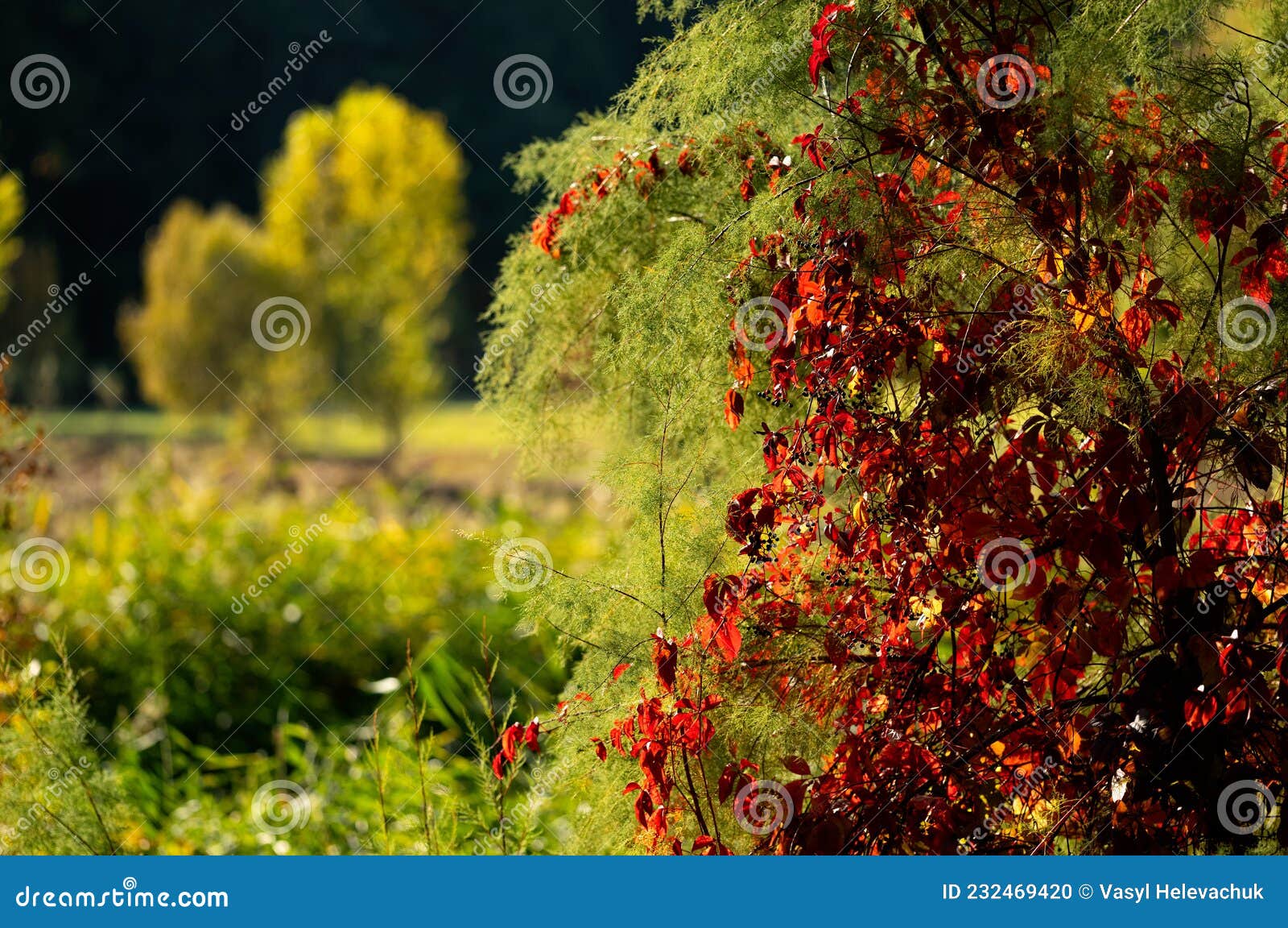 Grape Leaves on Forest Background Stock Photo - Image of freshness ...