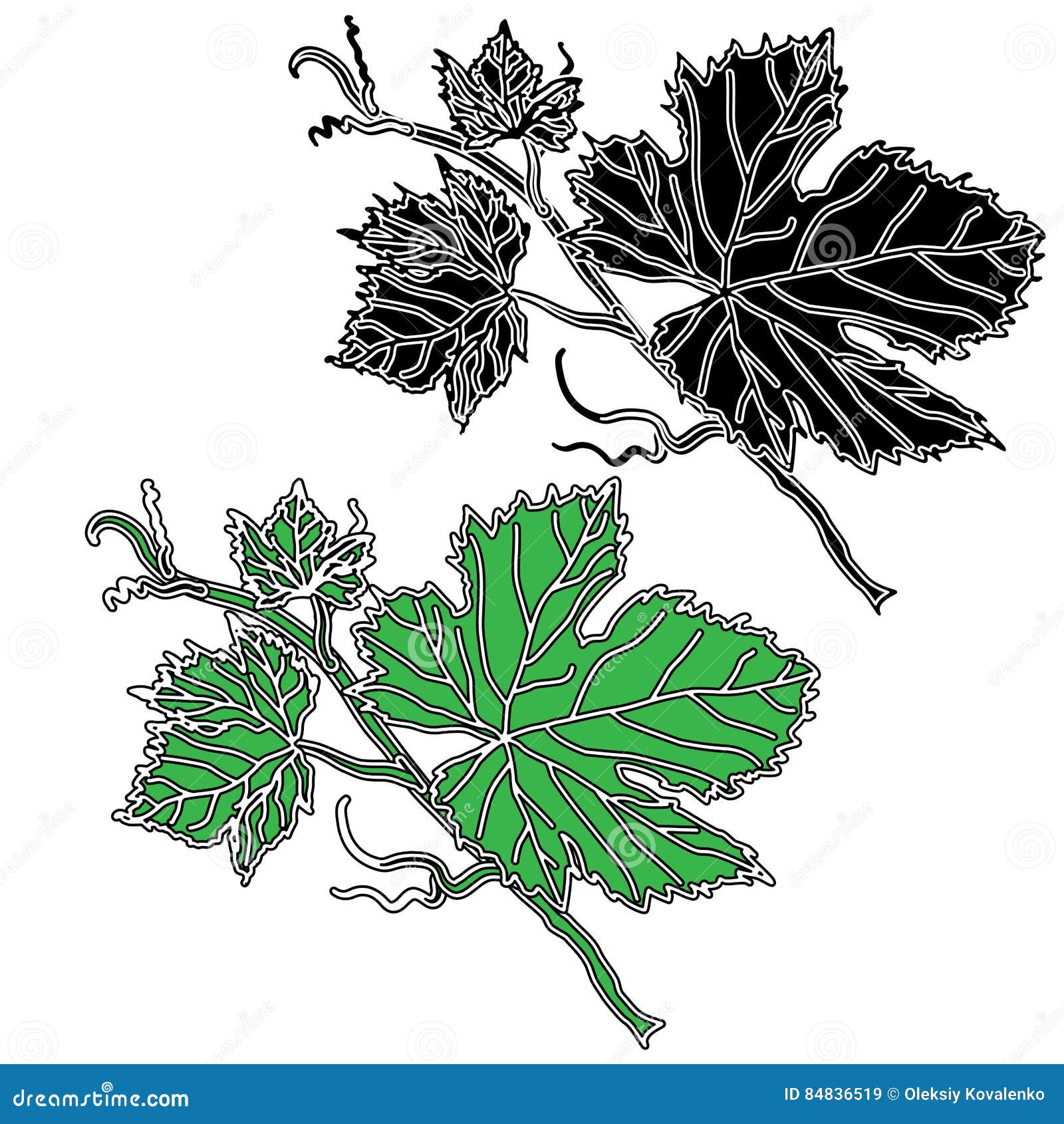 Grape Leaves Isolated on White. Stock Vector - Illustration of ...